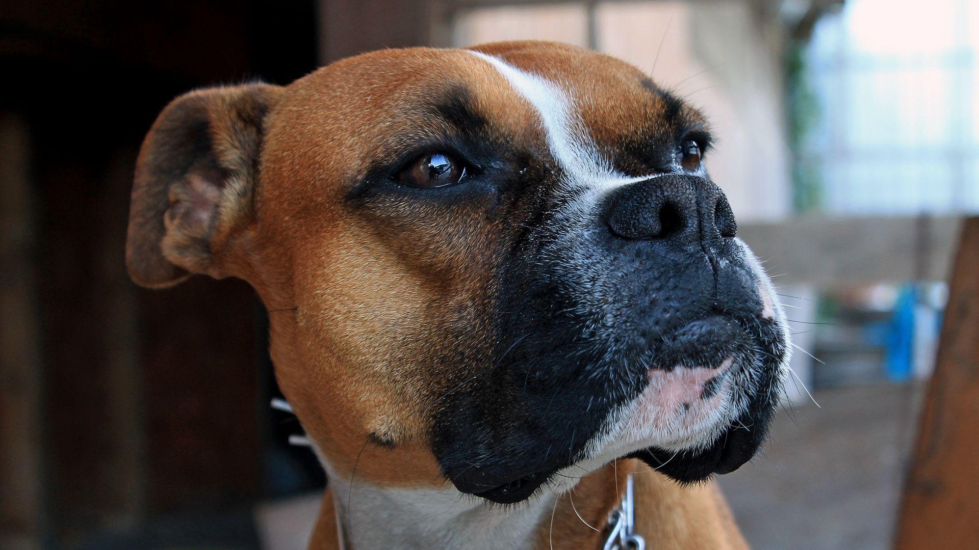 Boxer Wallpapers - Top Free Boxer Backgrounds - WallpaperAccess