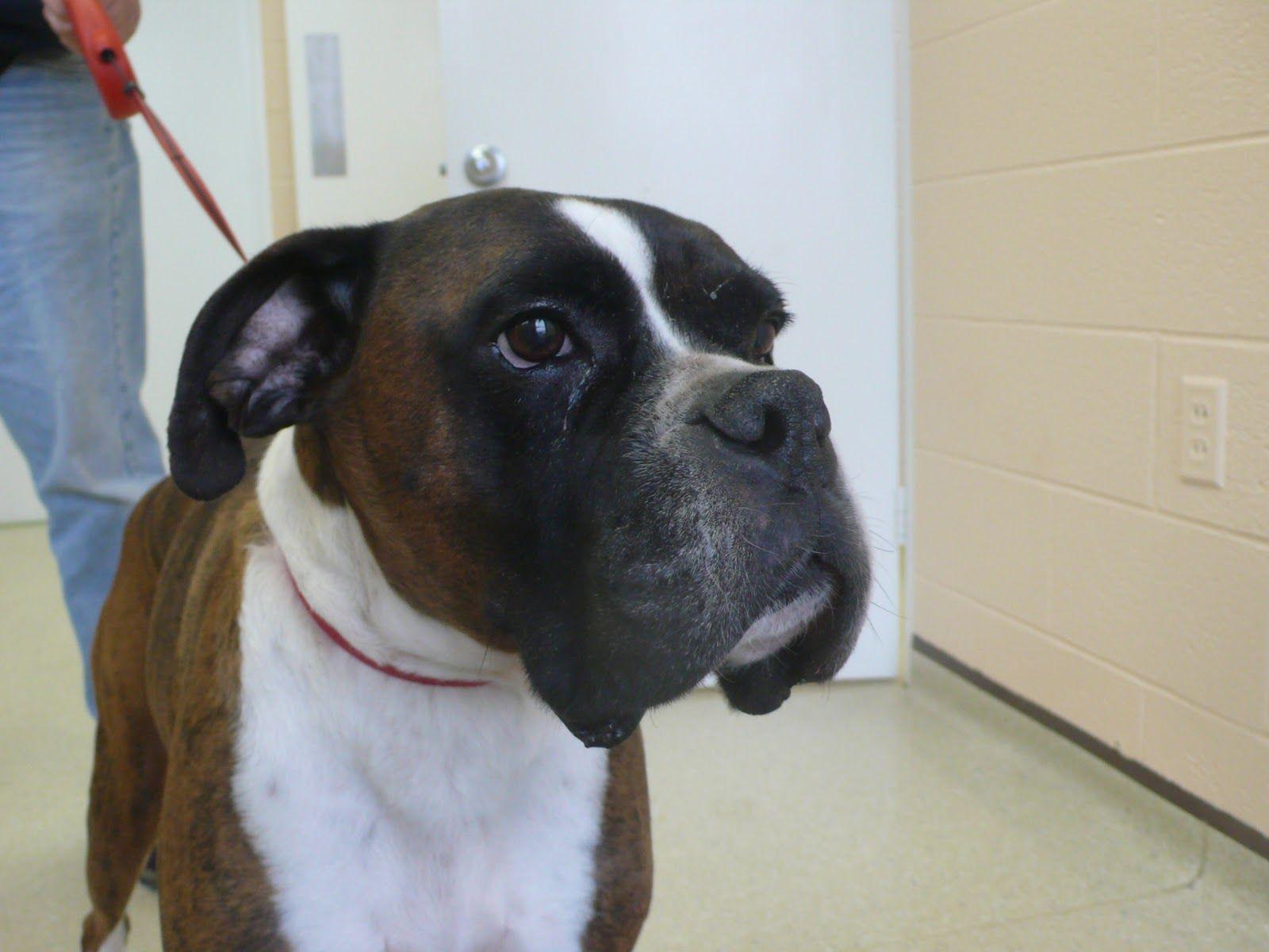 Boxer Wallpapers - Top Free Boxer Backgrounds - WallpaperAccess