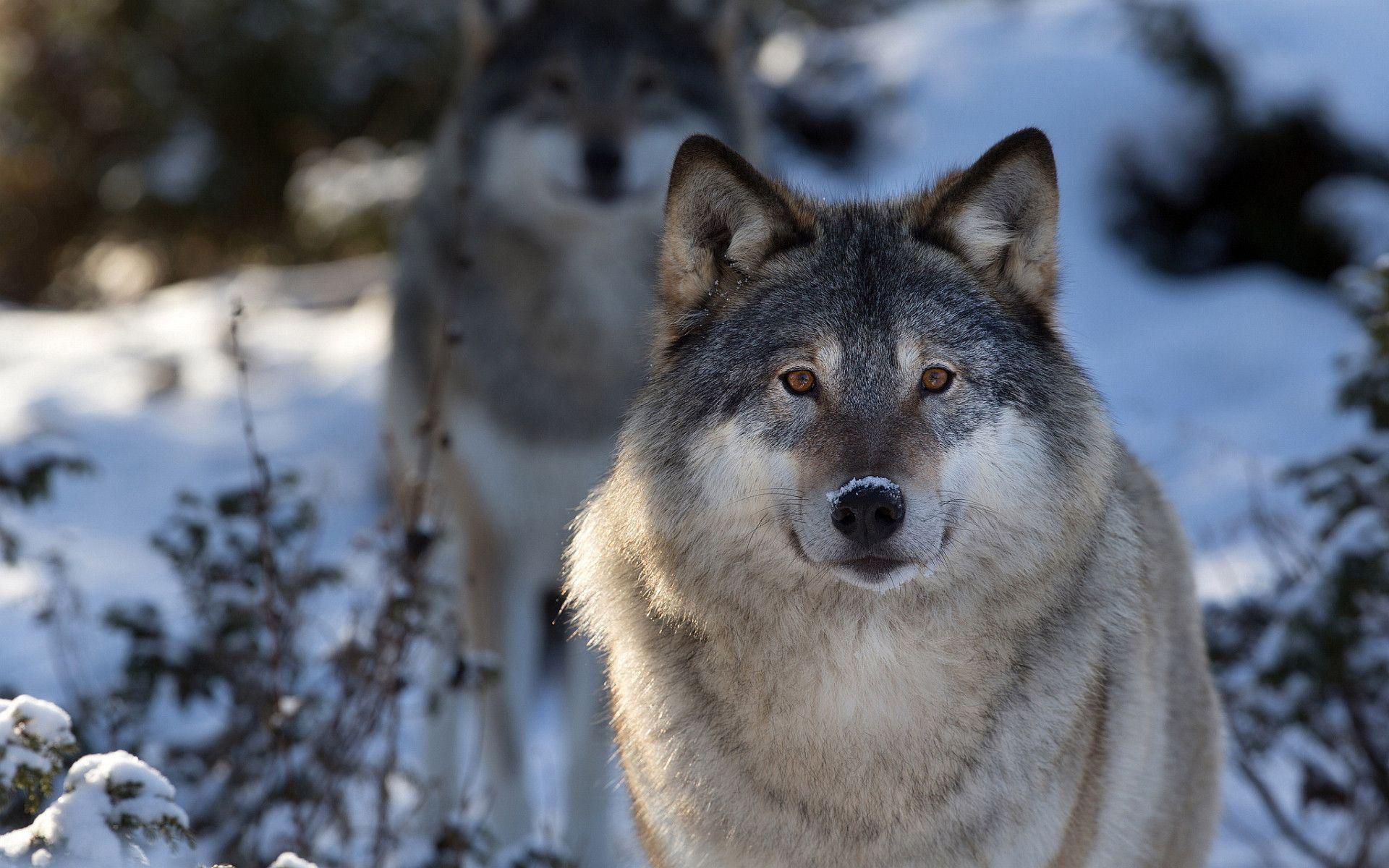 Angry Wolf Wallpapers - Top Free Angry Wolf Backgrounds - WallpaperAccess