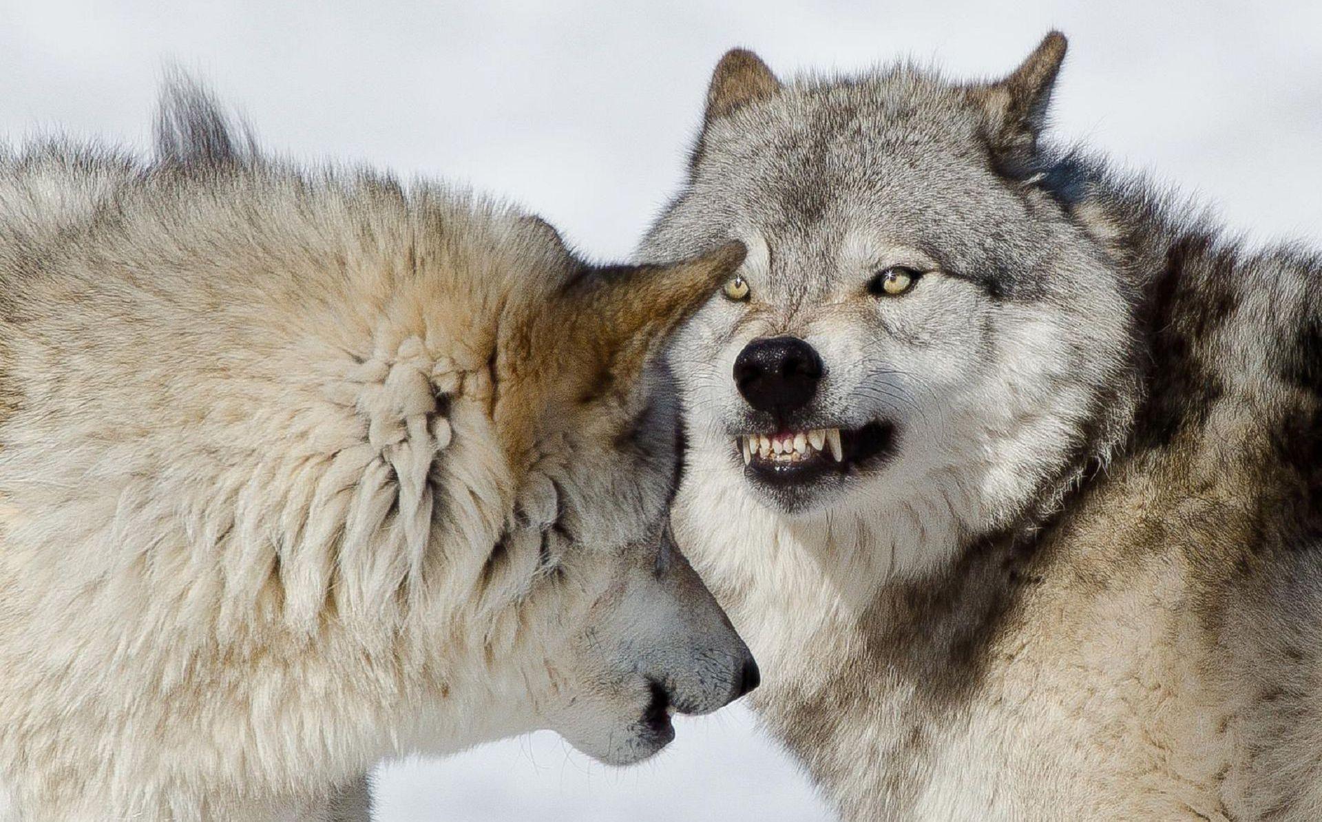 Angry Wolf Wallpapers - Top Free Angry Wolf Backgrounds - WallpaperAccess
