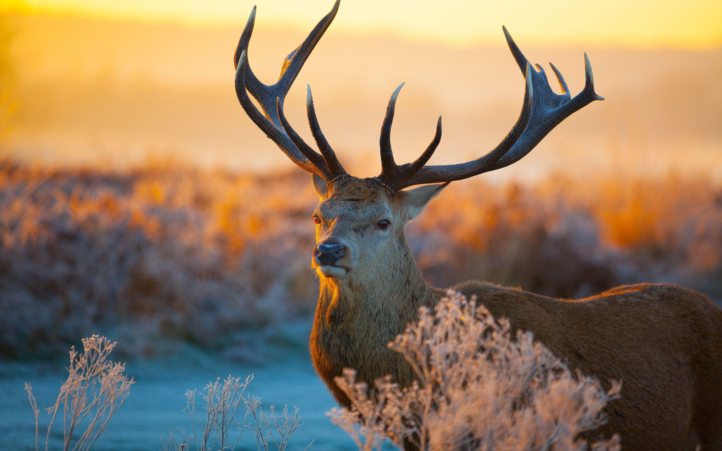 Wild Animals Wallpapers - Top Free Wild Animals Backgrounds ...