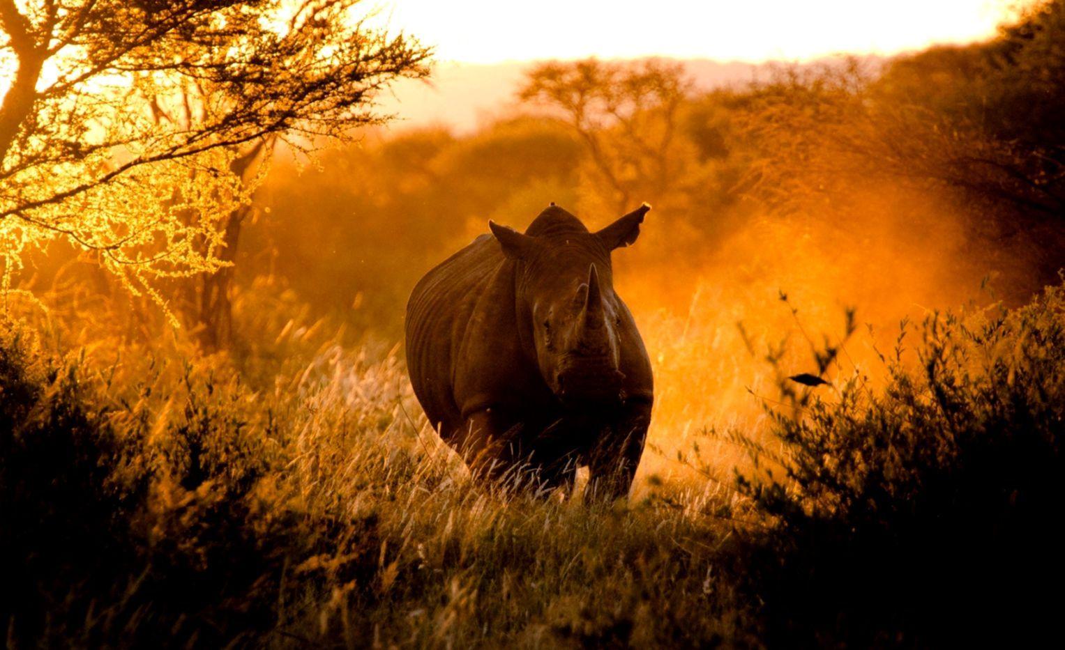 Wild Animals Wallpapers - Top Free Wild Animals Backgrounds ...