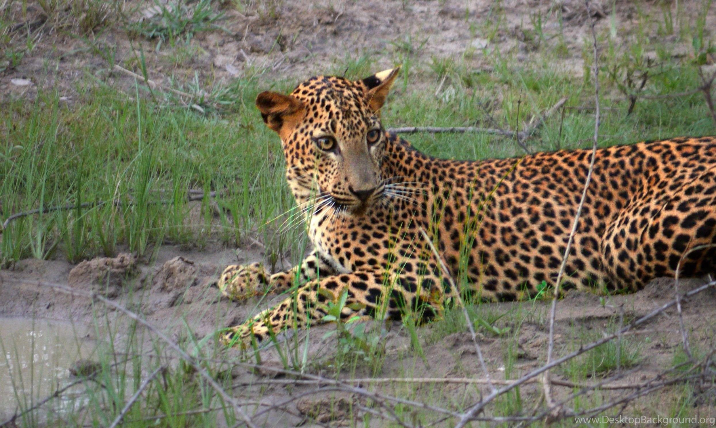 Wild Animals Wallpapers - Top Free Wild Animals Backgrounds ...