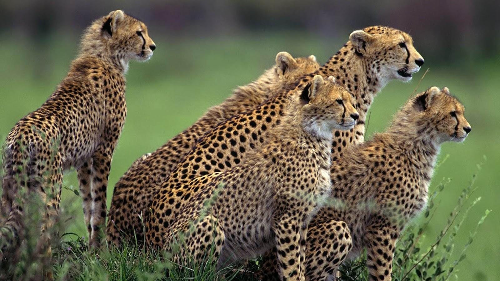 Wild Animals Wallpapers - Top Free Wild Animals Backgrounds ...