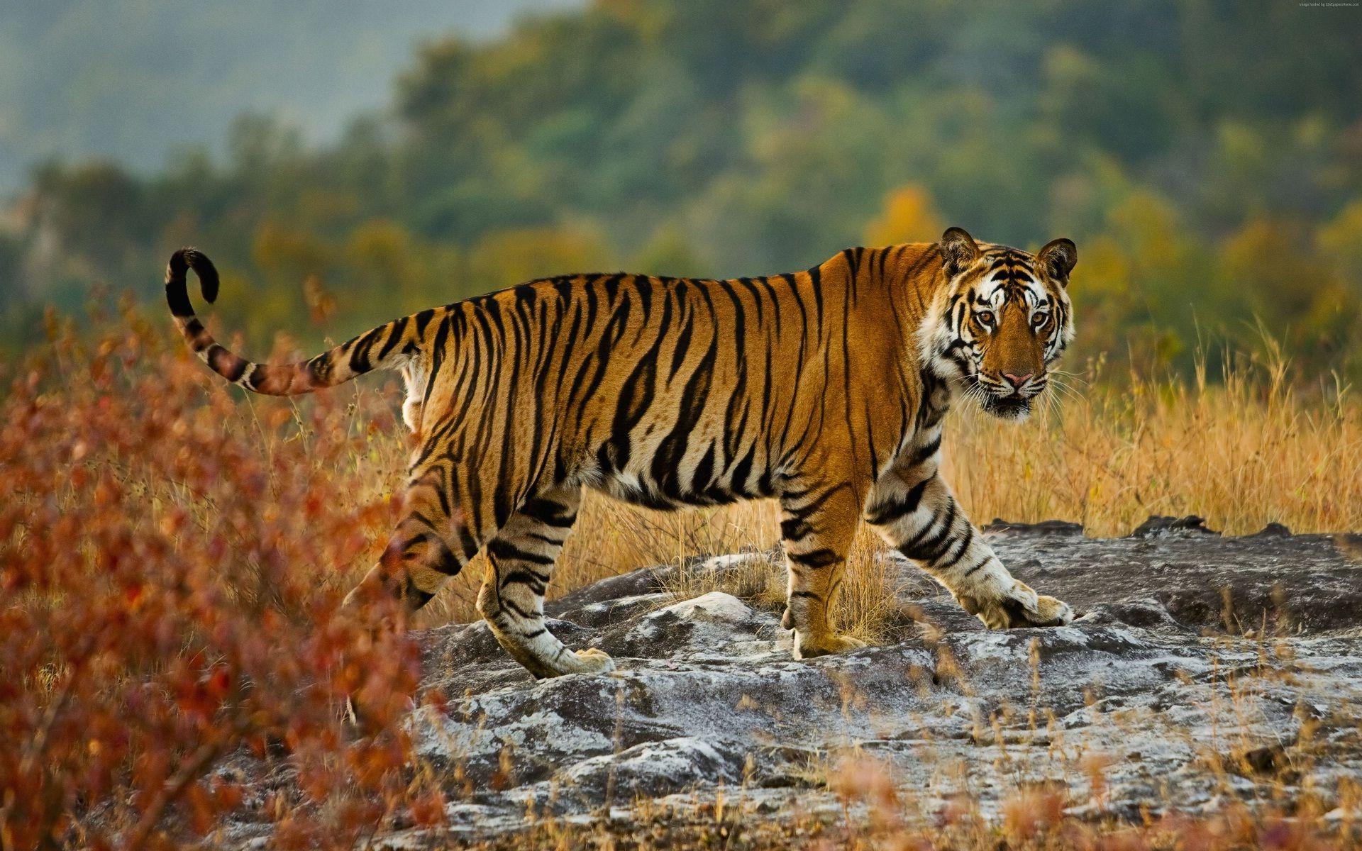 Wild Animals Wallpapers - Top Free Wild Animals Backgrounds ...