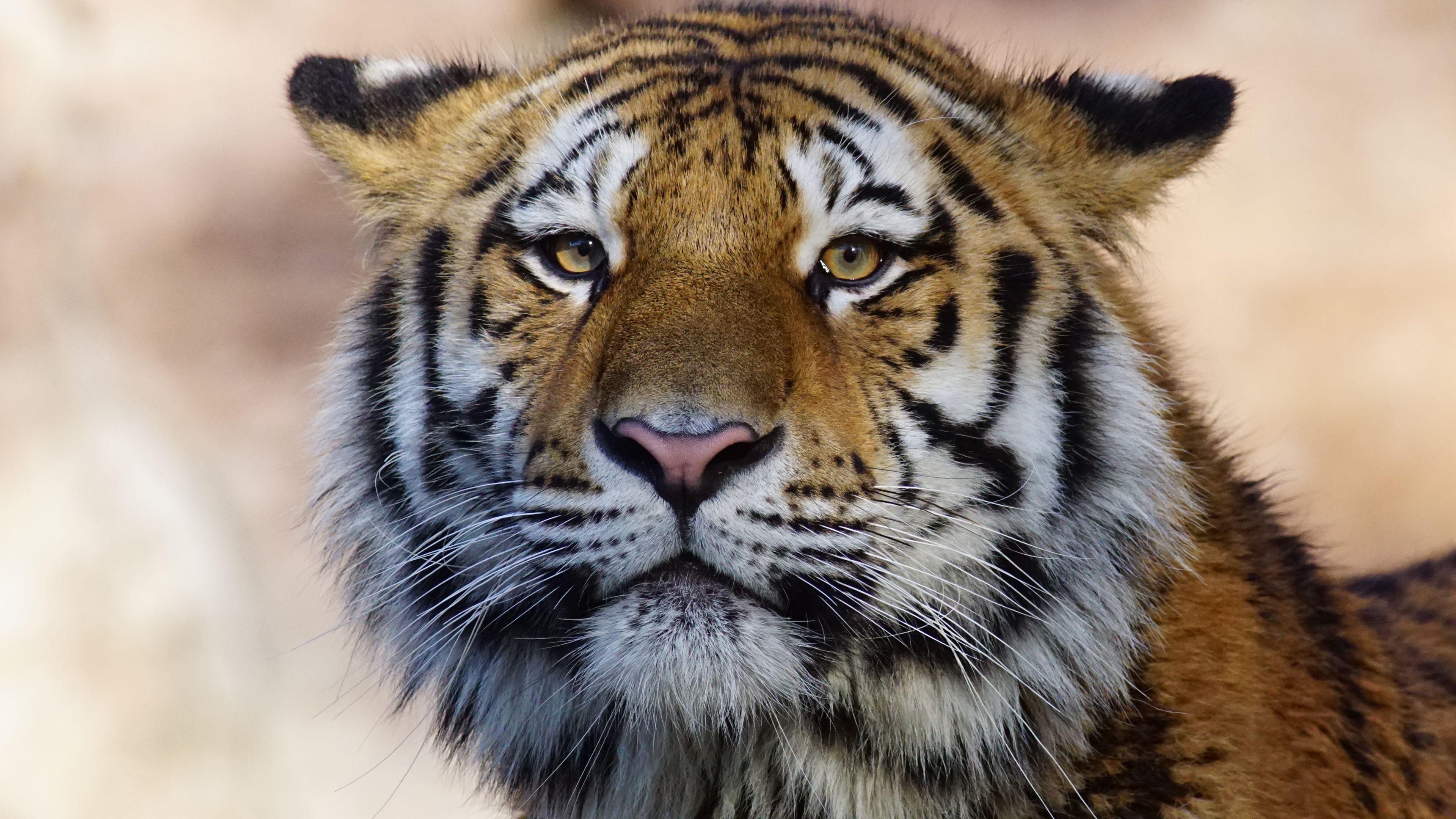 Wild Animals Wallpapers - Top Free Wild Animals Backgrounds ...