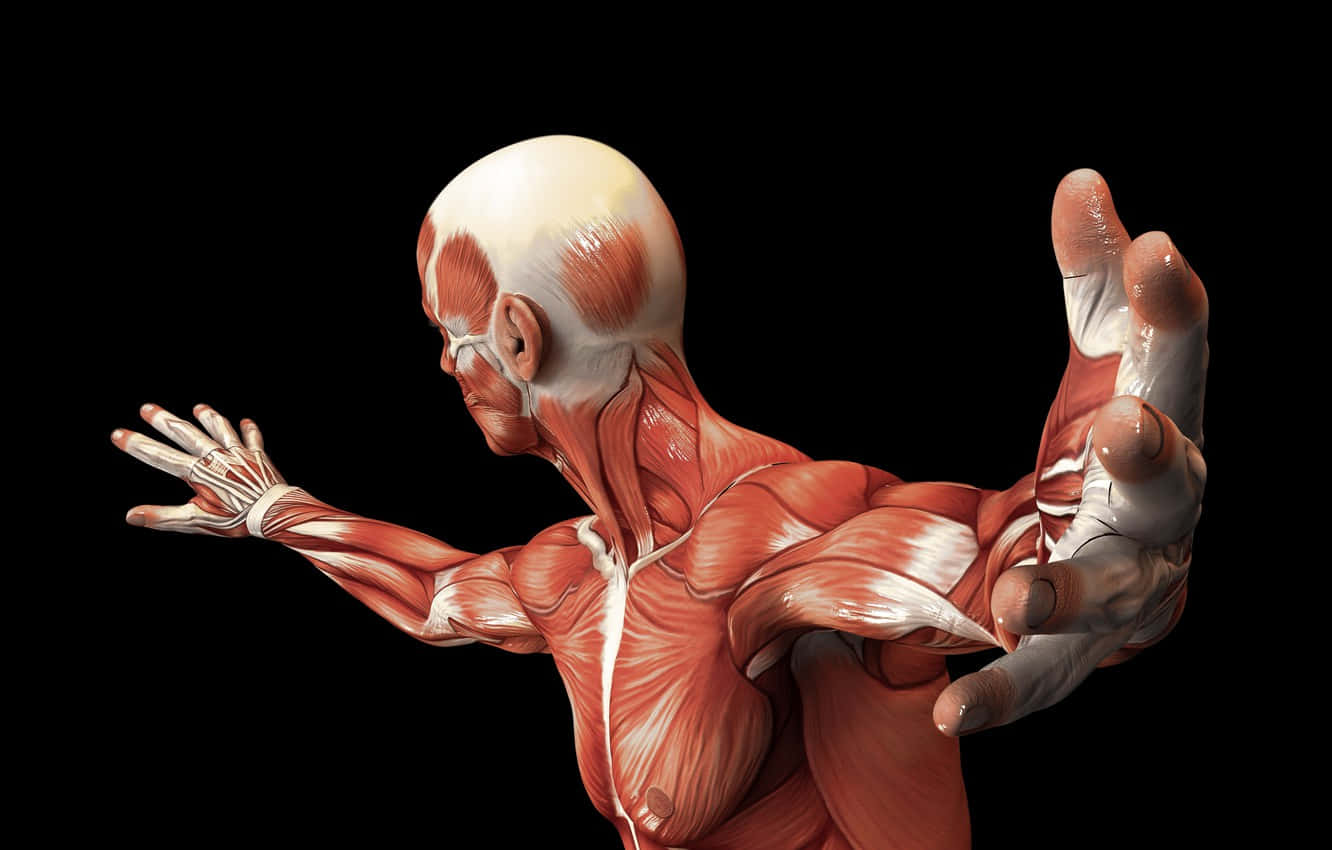 Muscular System Wallpapers - Top Free Muscular System Backgrounds ...