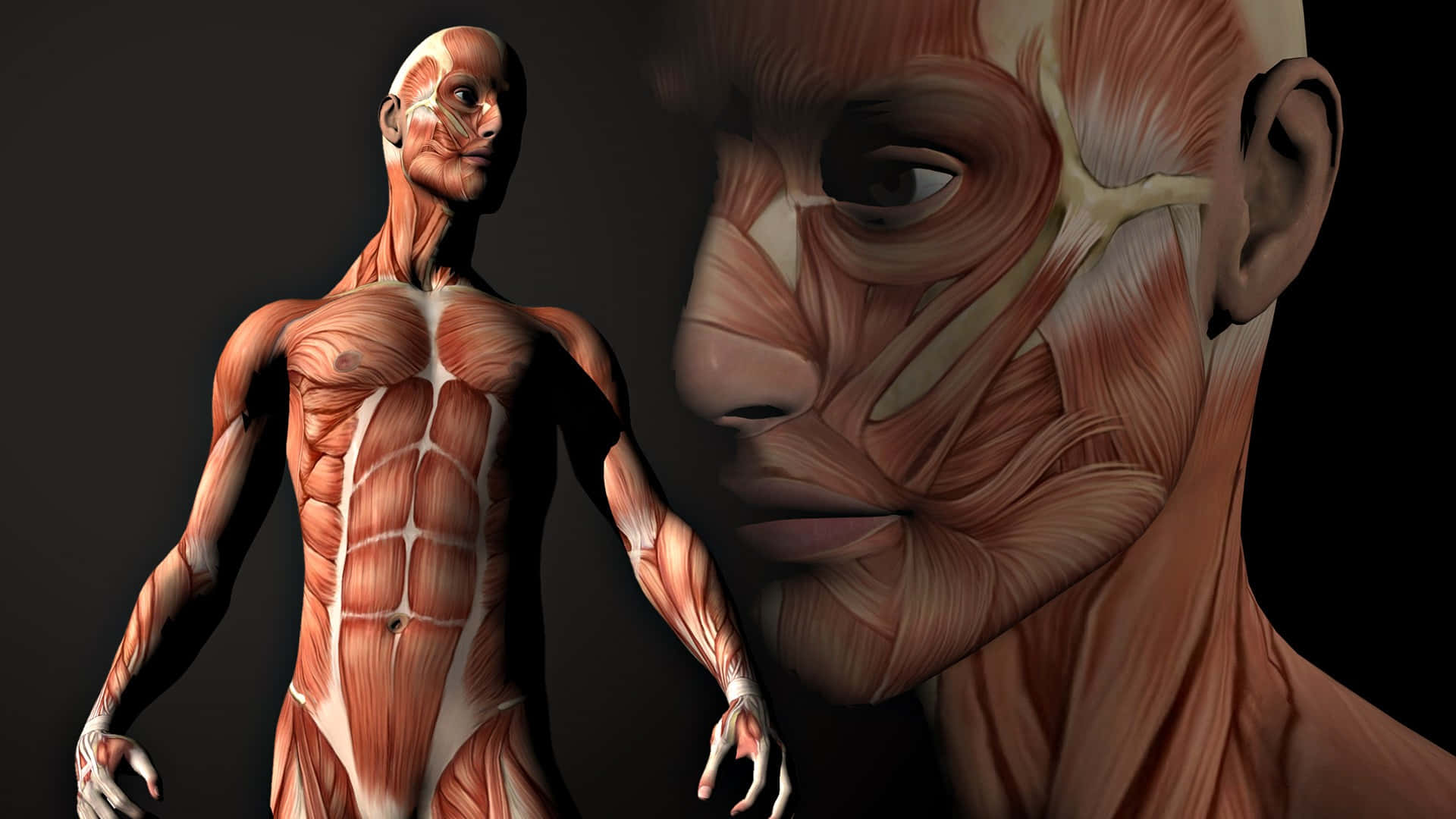 Muscular System Wallpapers - Top Free Muscular System Backgrounds ...