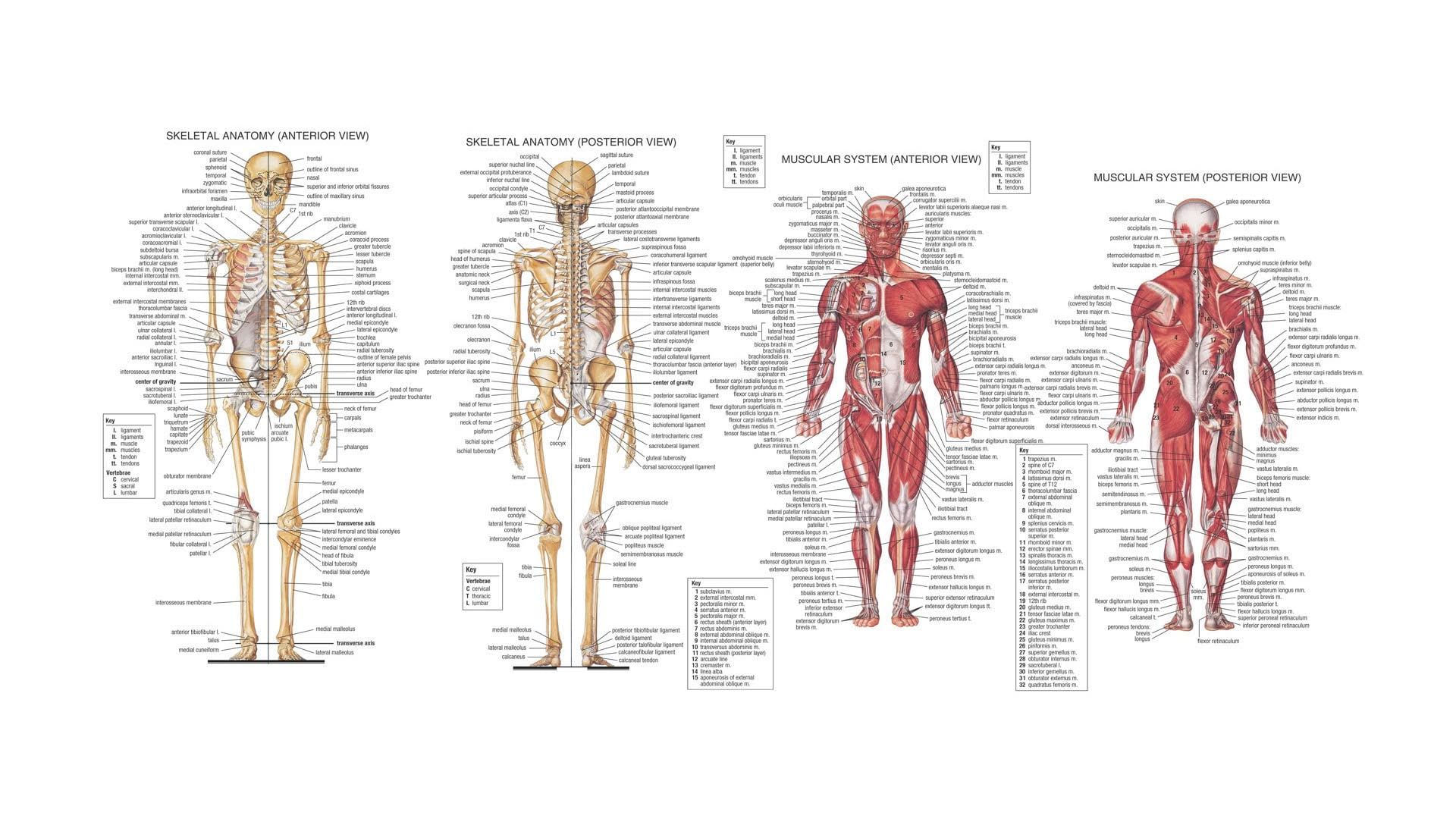 Muscular System Wallpapers - Top Free Muscular System Backgrounds ...