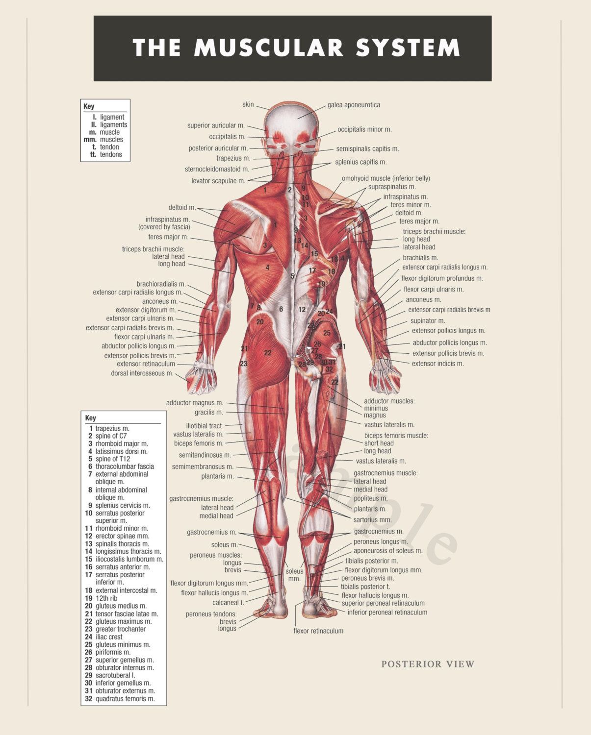 Muscular System Wallpapers - Top Free Muscular System Backgrounds ...