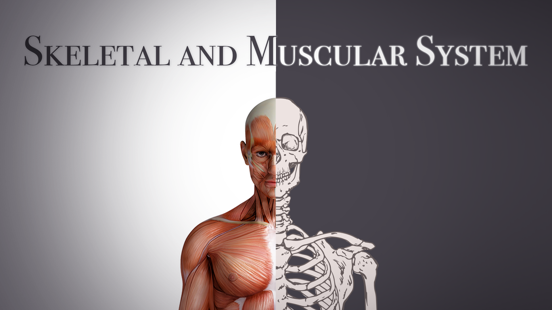 Muscular System Wallpapers - Top Free Muscular System Backgrounds ...