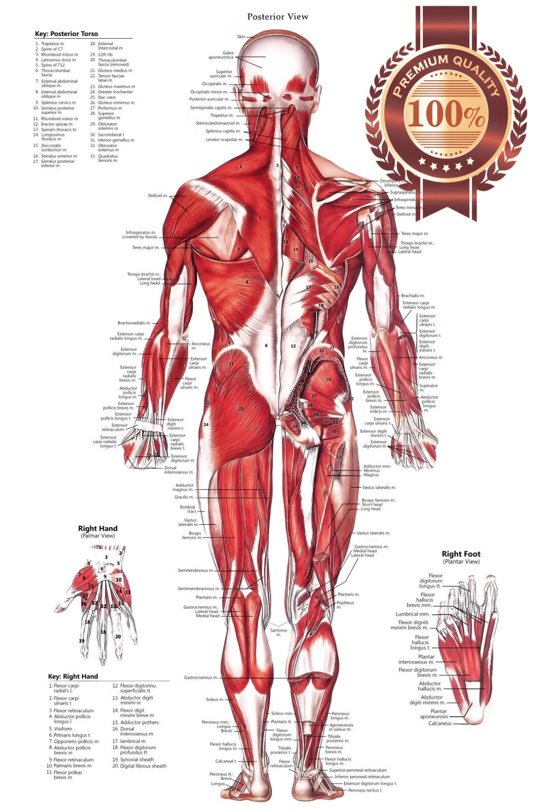 Muscular System Wallpapers - Top Free Muscular System Backgrounds ...