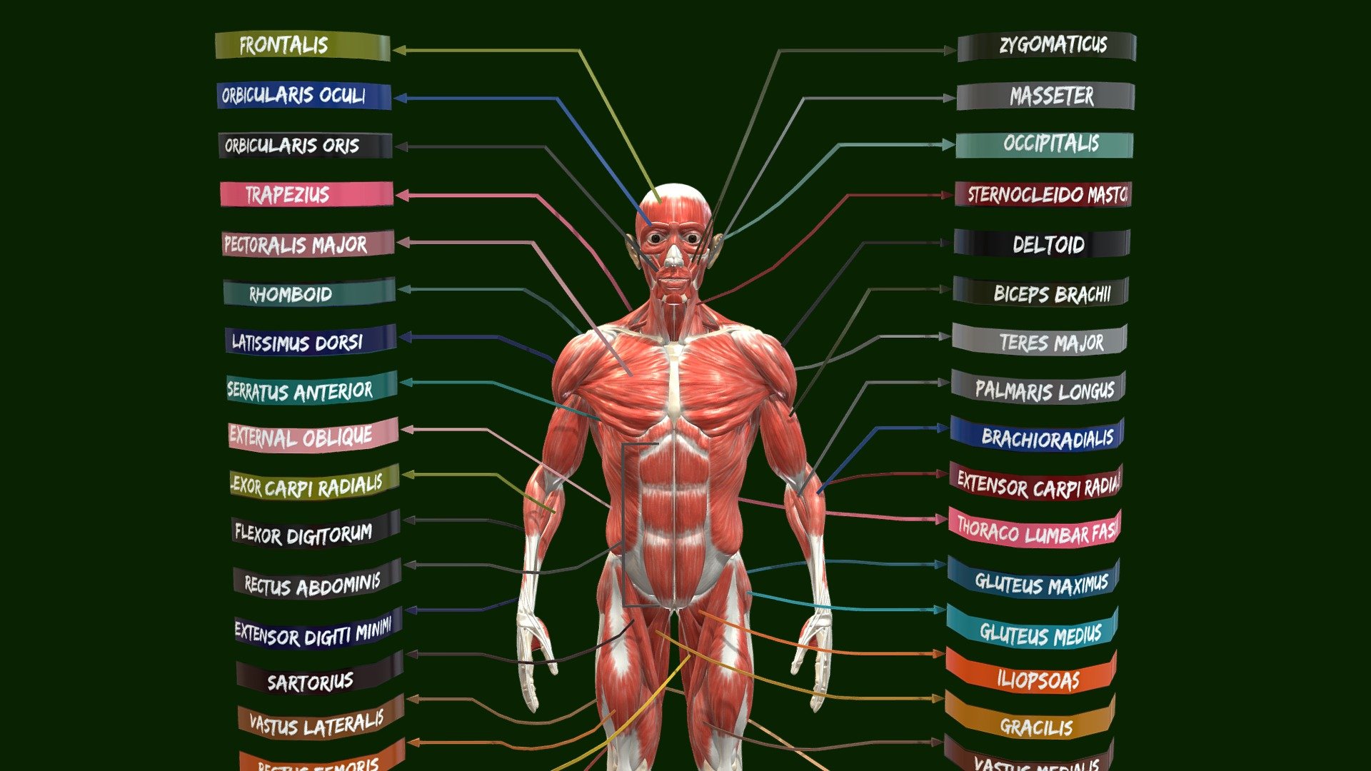 Muscular System Wallpapers - Top Free Muscular System Backgrounds ...