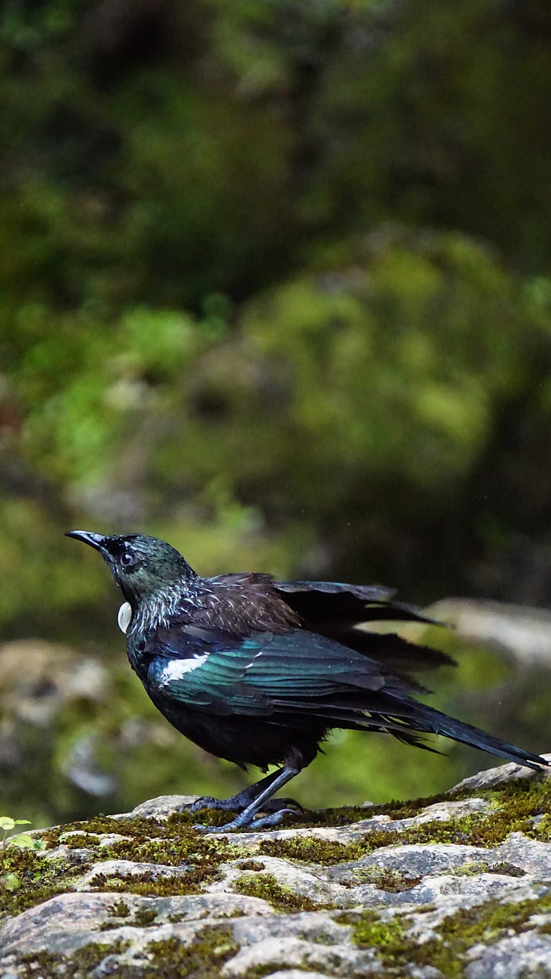 Tui Wallpapers - Top Free Tui Backgrounds - WallpaperAccess