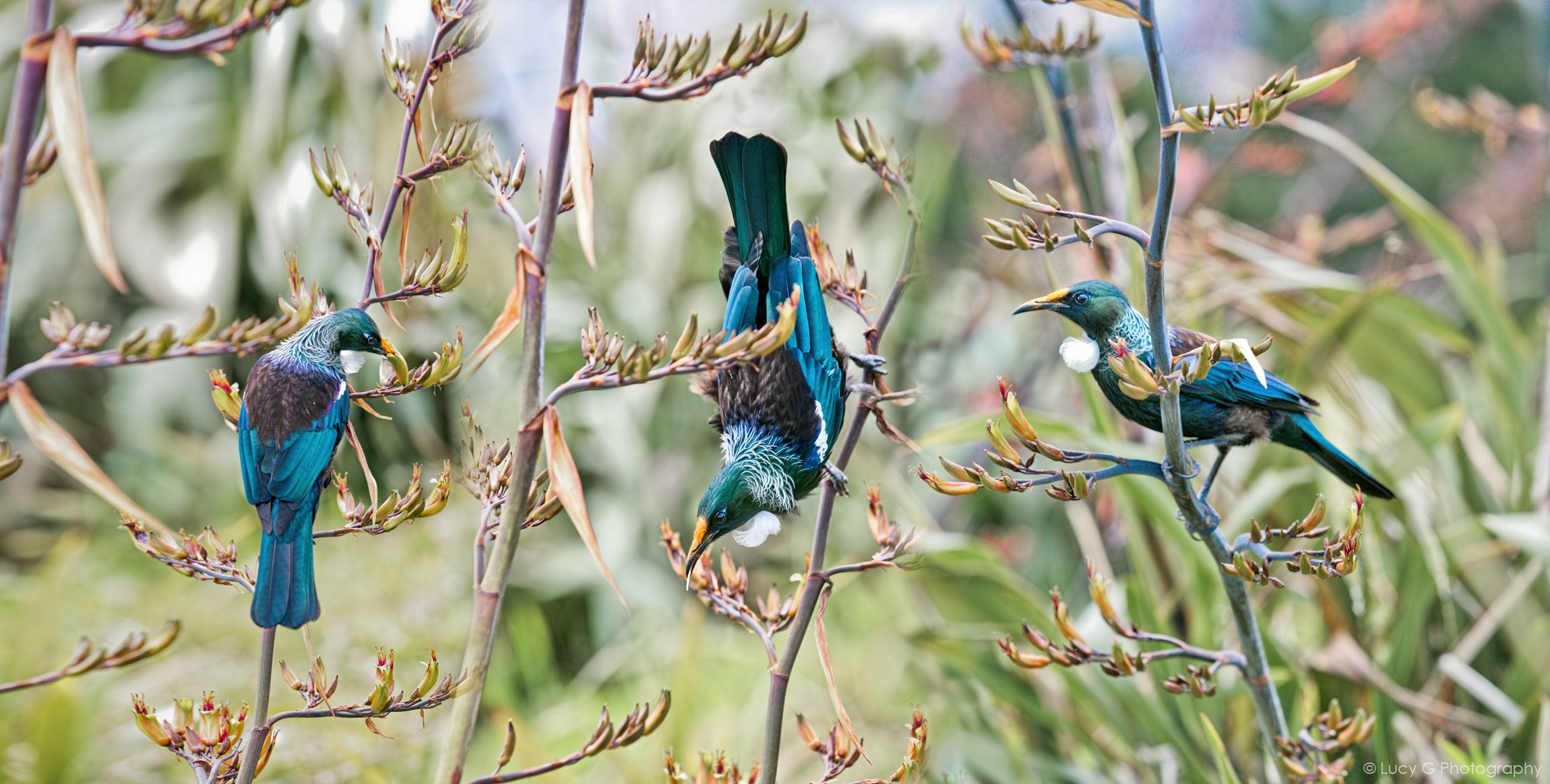 Tui Wallpapers - Top Free Tui Backgrounds - WallpaperAccess