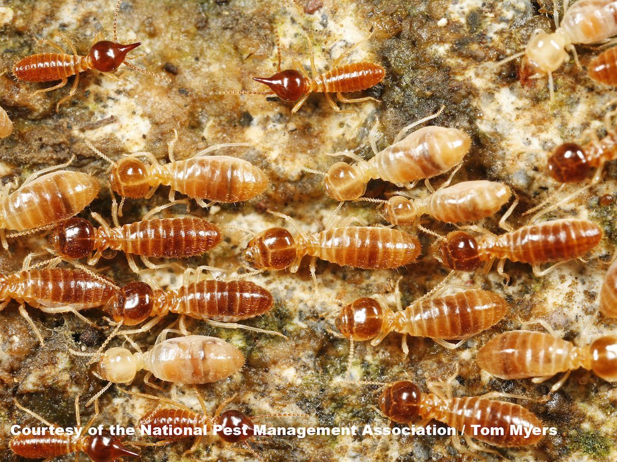 TERMITE Wallpapers - Top Free TERMITE Backgrounds - WallpaperAccess