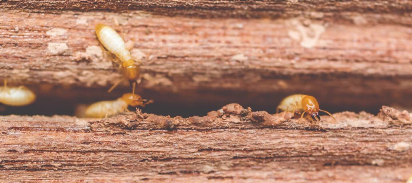 TERMITE Wallpapers - Top Free TERMITE Backgrounds - WallpaperAccess