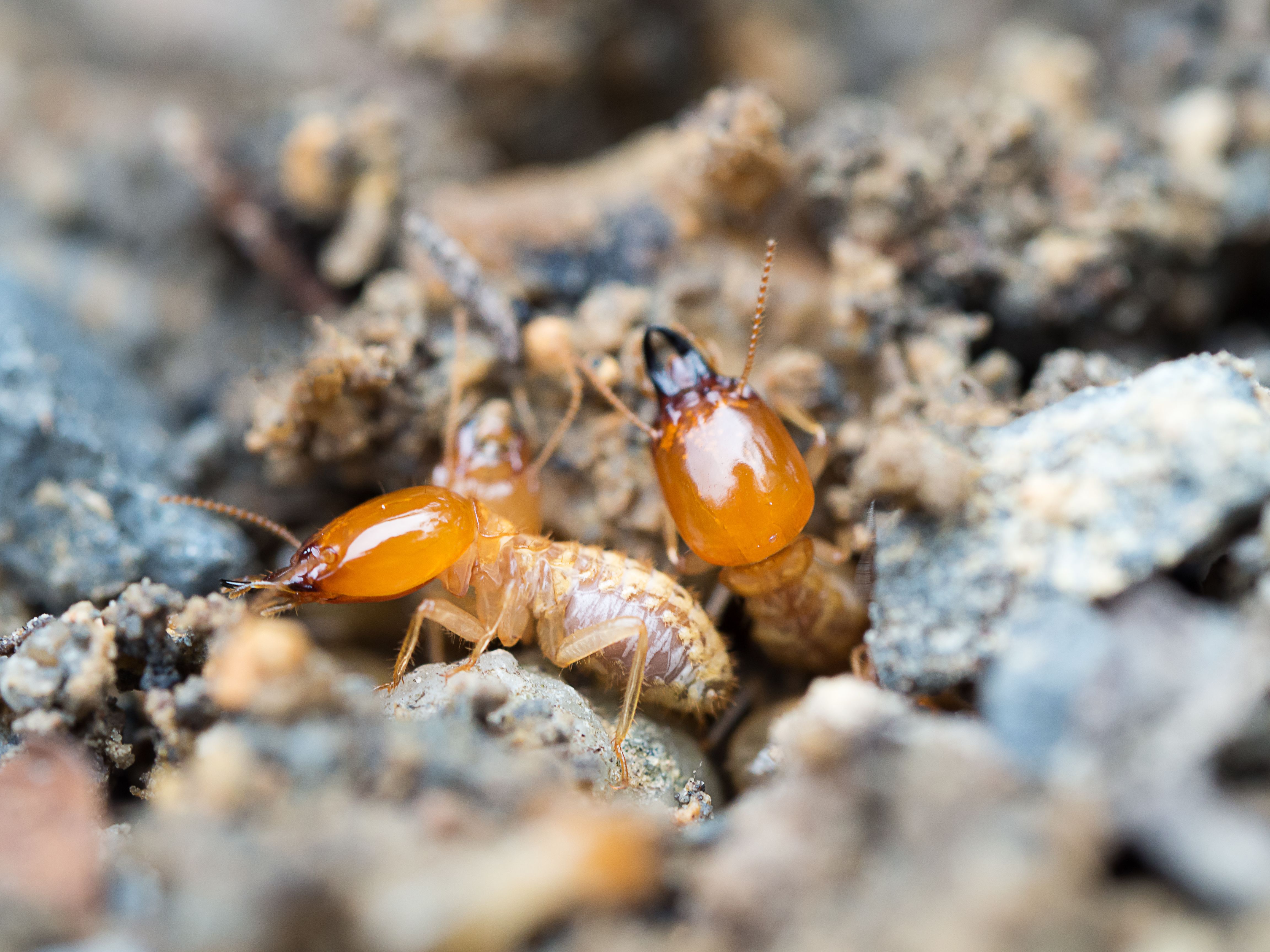 TERMITE Wallpapers - Top Free TERMITE Backgrounds - WallpaperAccess