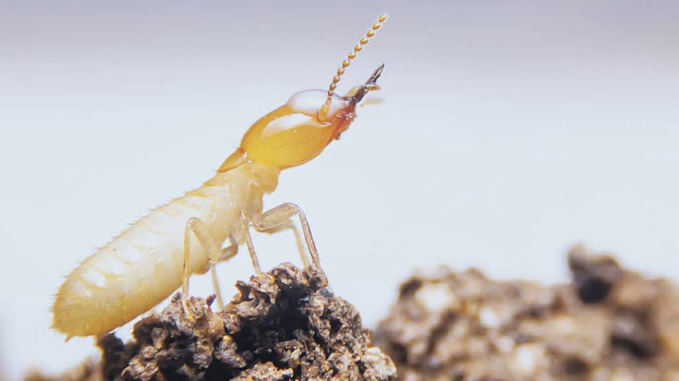 TERMITE Wallpapers - Top Free TERMITE Backgrounds - WallpaperAccess