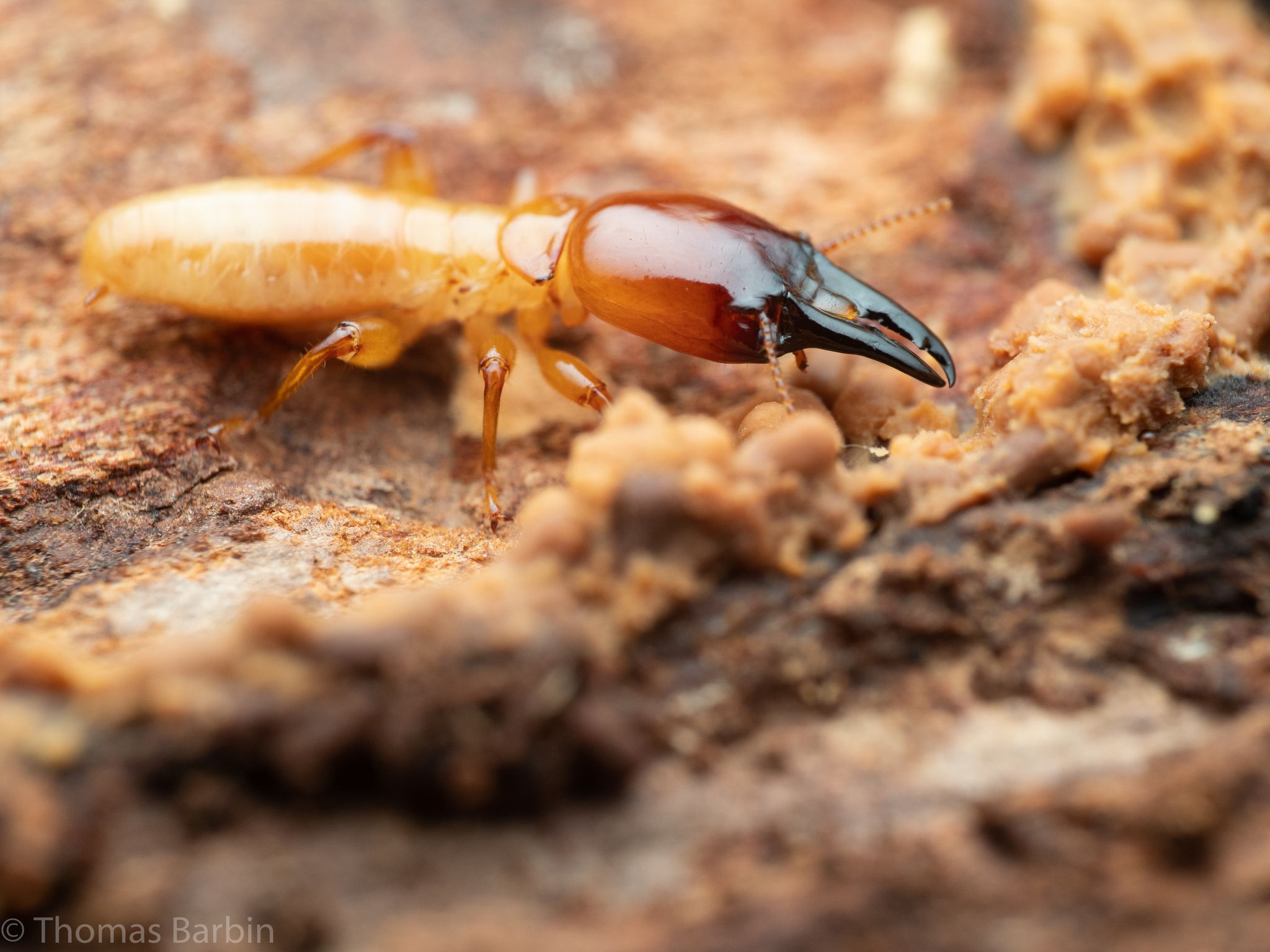 TERMITE Wallpapers - Top Free TERMITE Backgrounds - WallpaperAccess