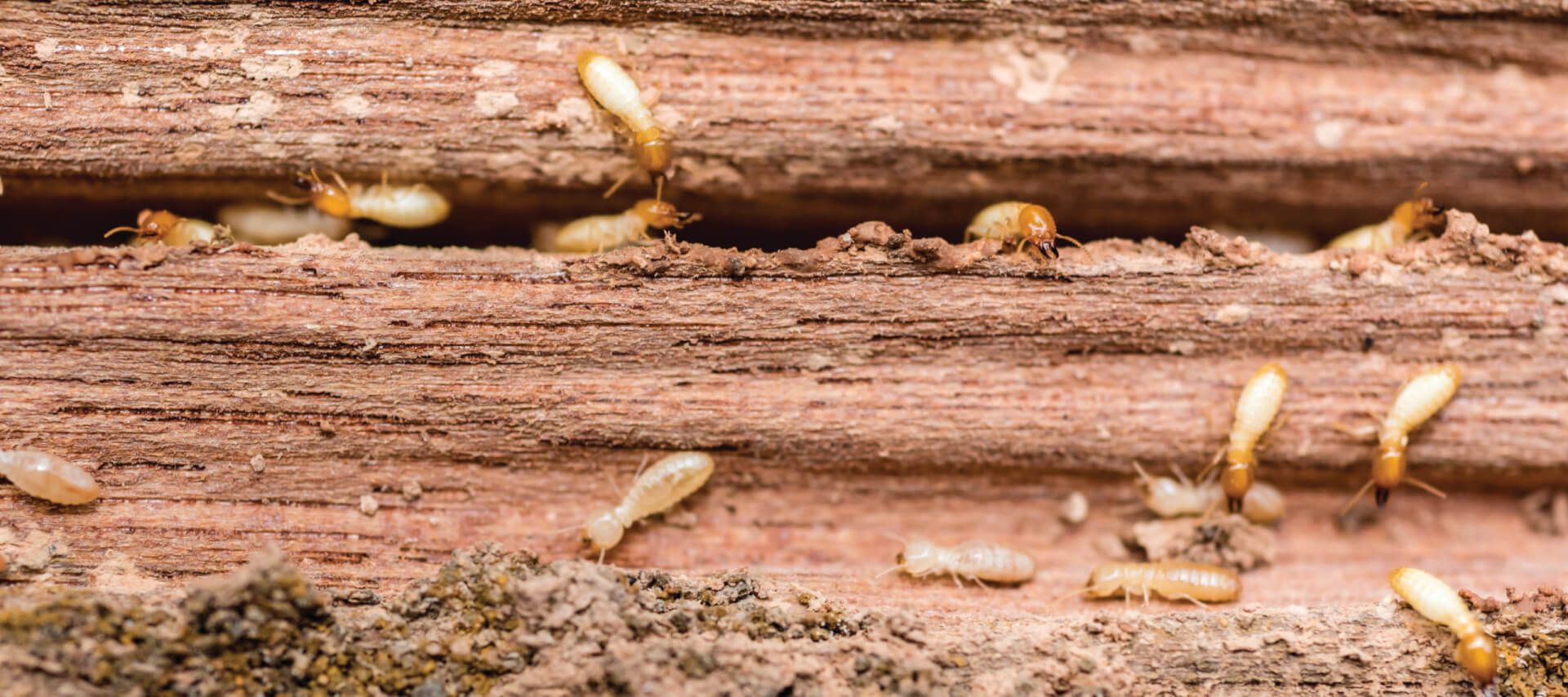 TERMITE Wallpapers - Top Free TERMITE Backgrounds - WallpaperAccess