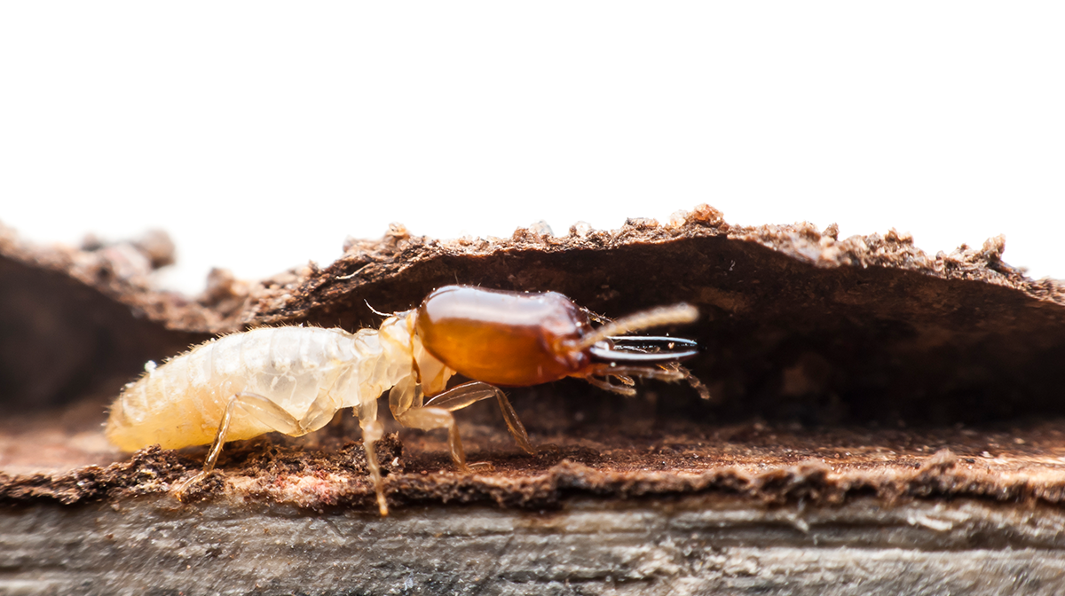 TERMITE Wallpapers - Top Free TERMITE Backgrounds - WallpaperAccess