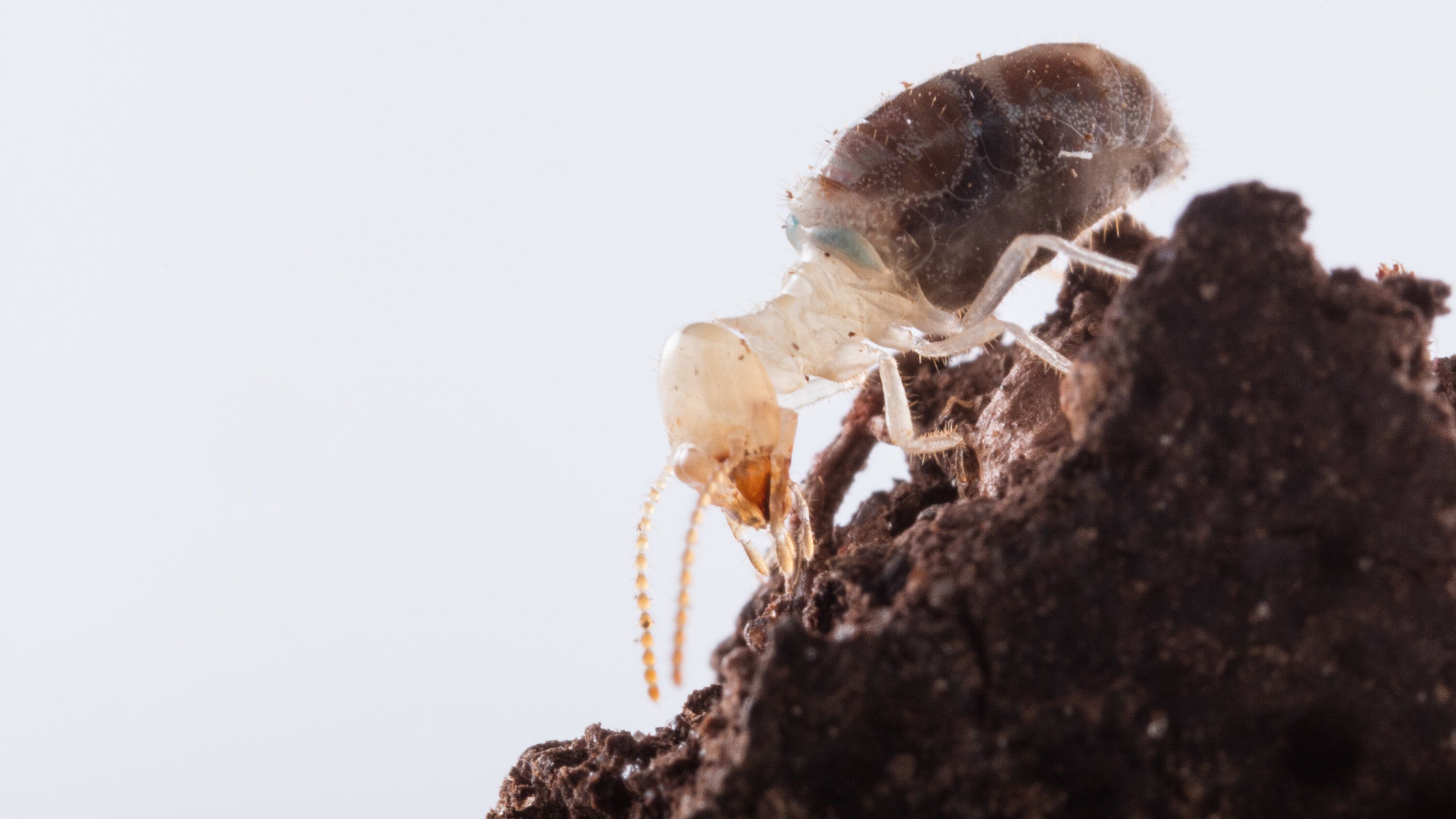 TERMITE Wallpapers - Top Free TERMITE Backgrounds - WallpaperAccess