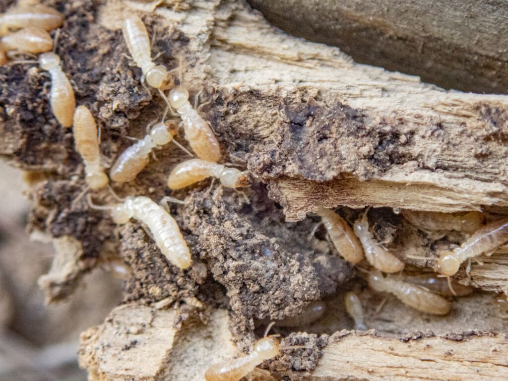 TERMITE Wallpapers - Top Free TERMITE Backgrounds - WallpaperAccess