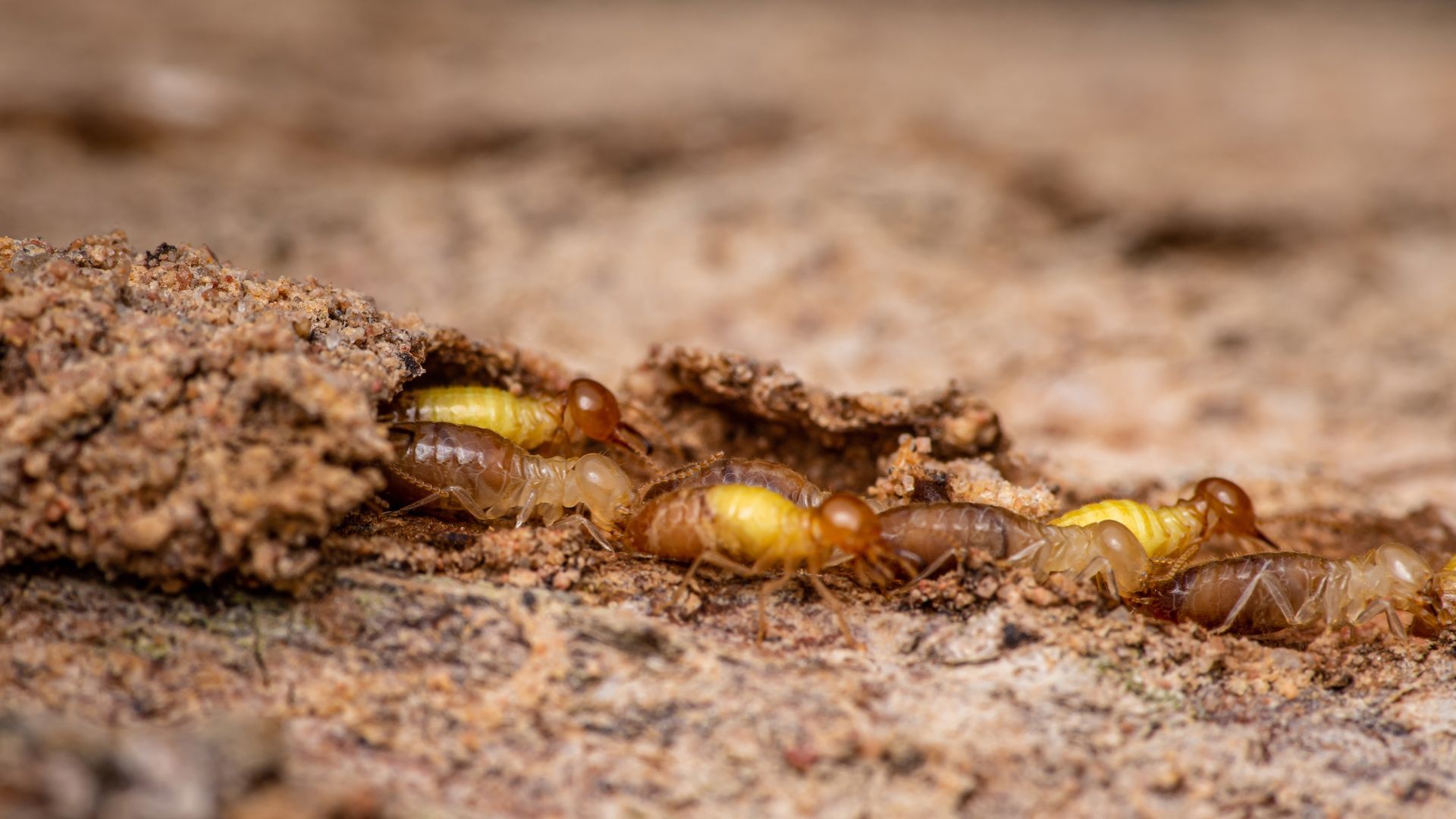 TERMITE Wallpapers - Top Free TERMITE Backgrounds - WallpaperAccess