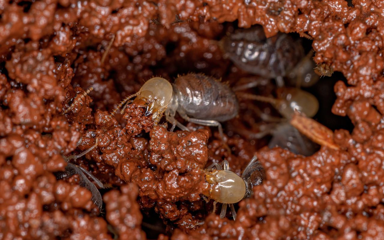 TERMITE Wallpapers - Top Free TERMITE Backgrounds - WallpaperAccess
