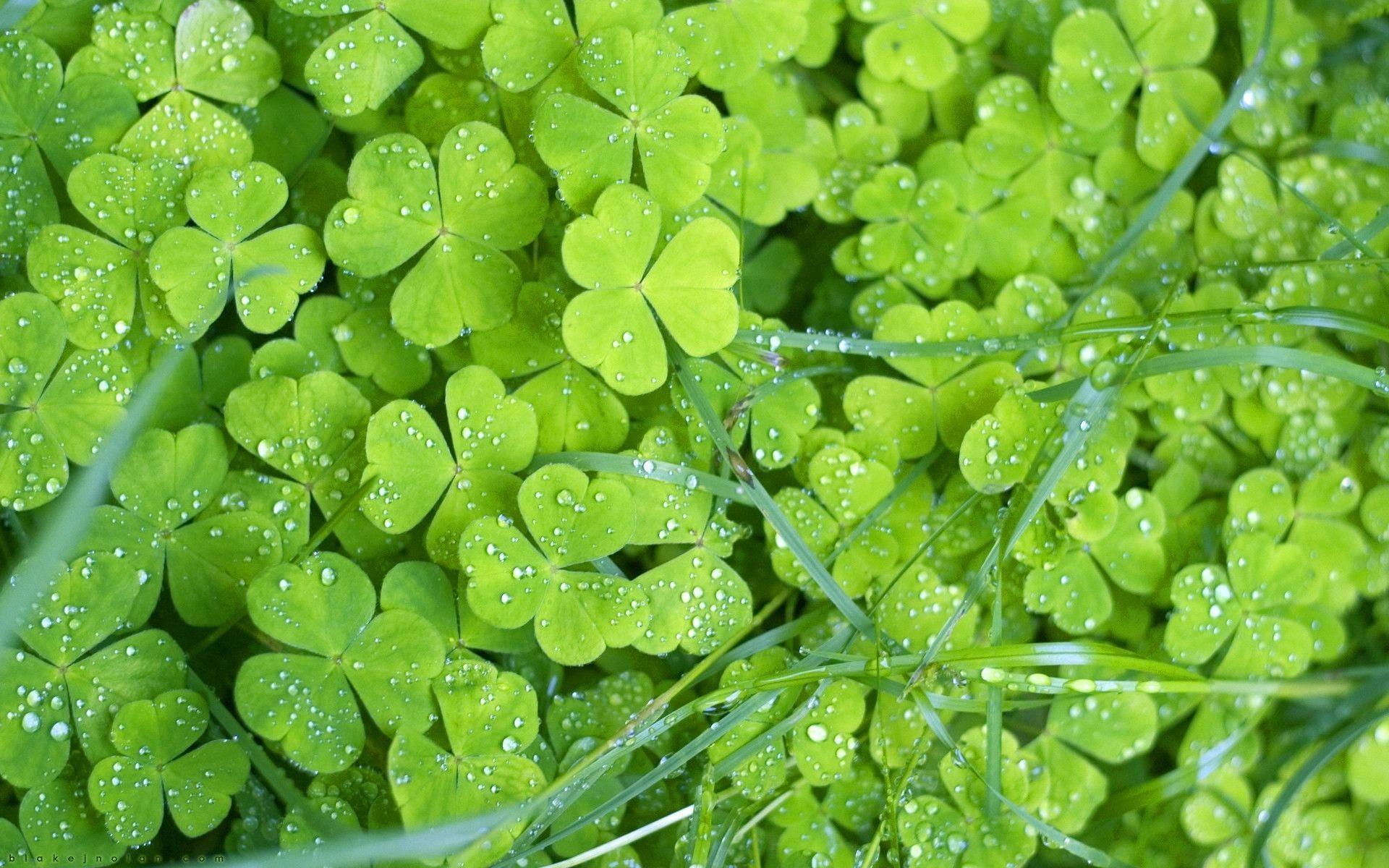 Shamrock Wallpapers - Top Free Shamrock Backgrounds - WallpaperAccess