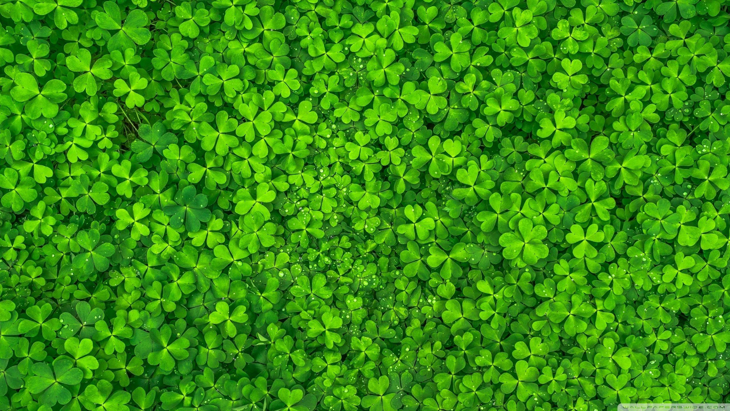 Shamrock Wallpapers - Top Free Shamrock Backgrounds - WallpaperAccess