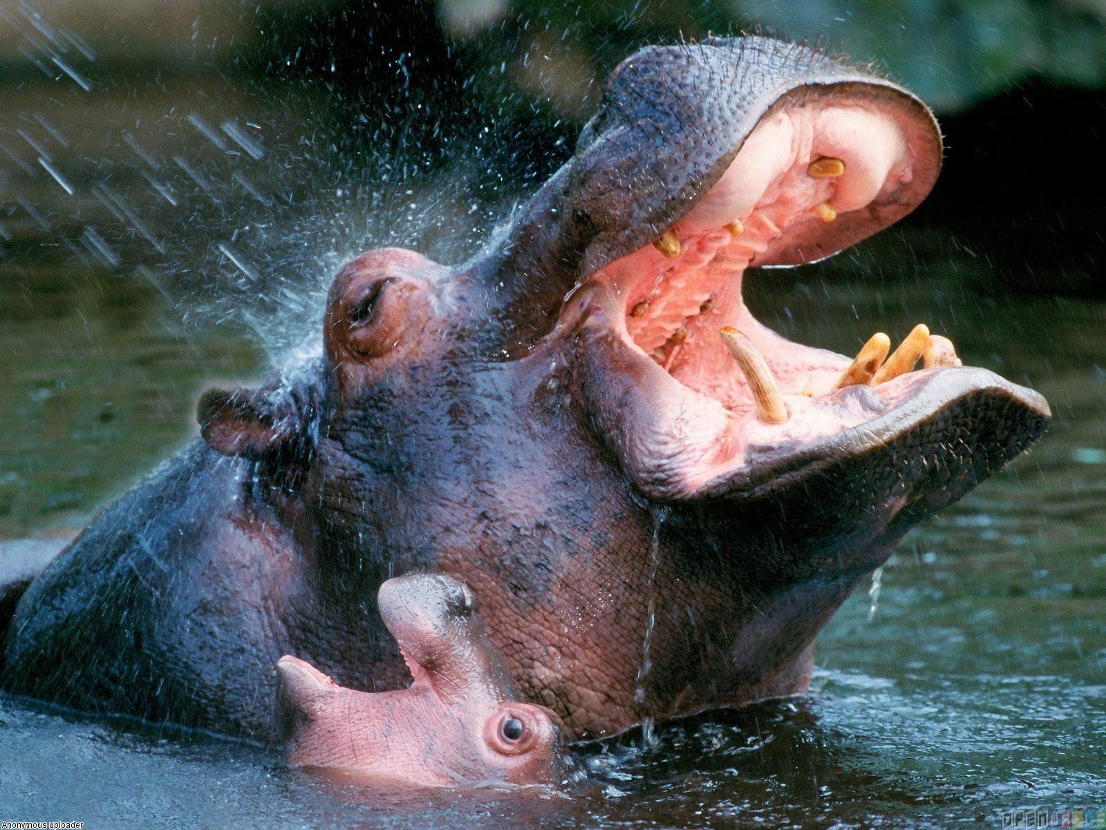 Baby Hippo Wallpapers - Top Free Baby Hippo Backgrounds - WallpaperAccess