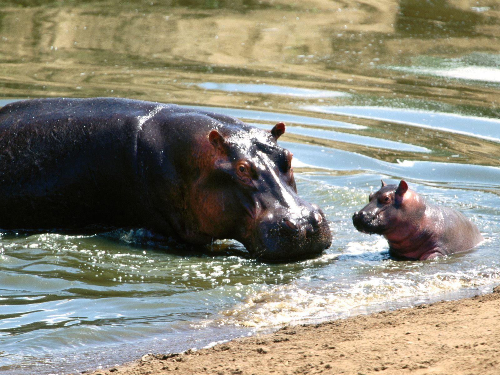 Baby Hippo Wallpapers - Top Free Baby Hippo Backgrounds - WallpaperAccess