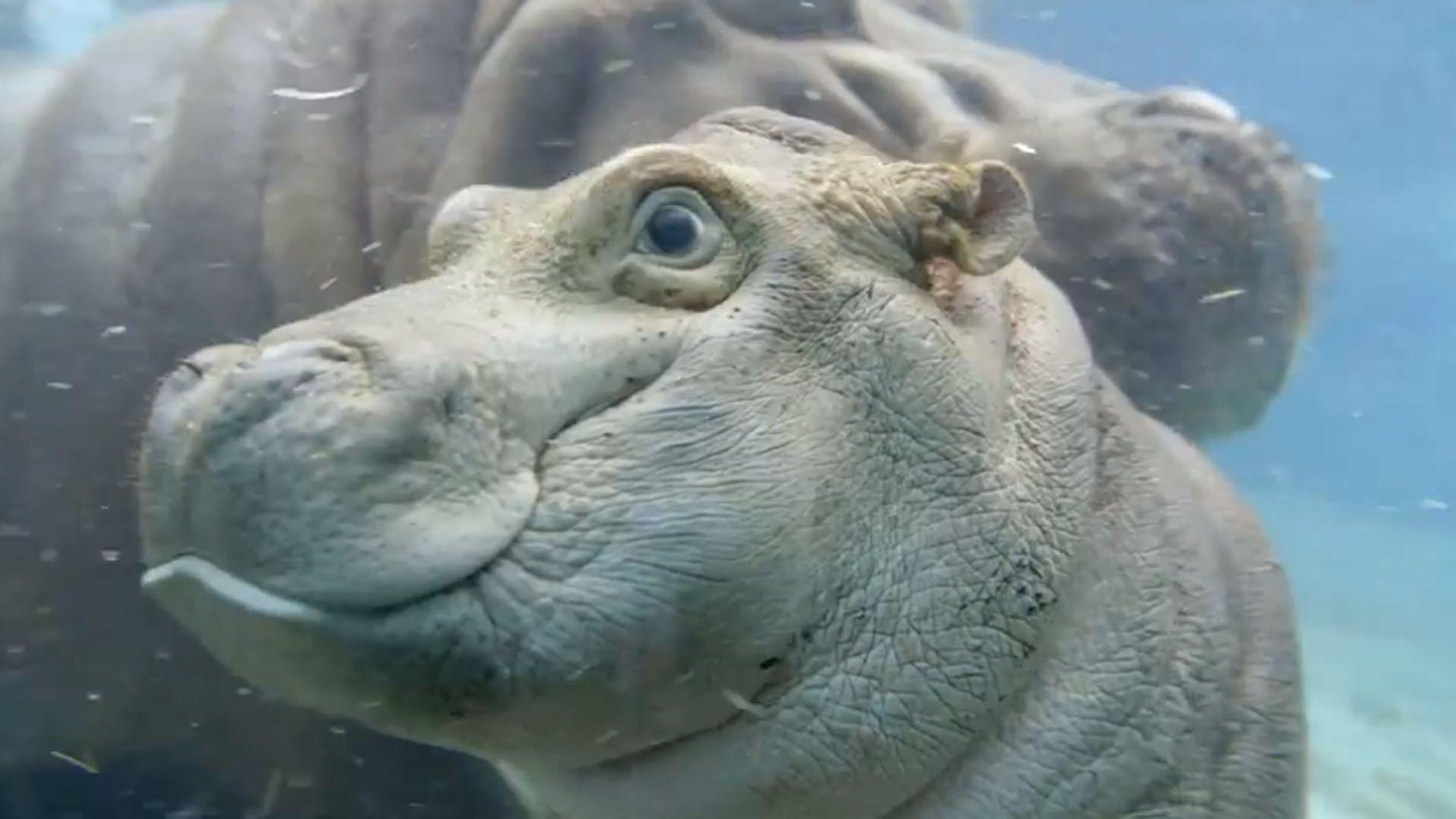 Baby Hippo Wallpapers - Top Free Baby Hippo Backgrounds - WallpaperAccess