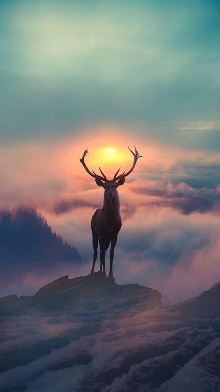 Reindeer Wallpapers - Top Free Reindeer Backgrounds - WallpaperAccess