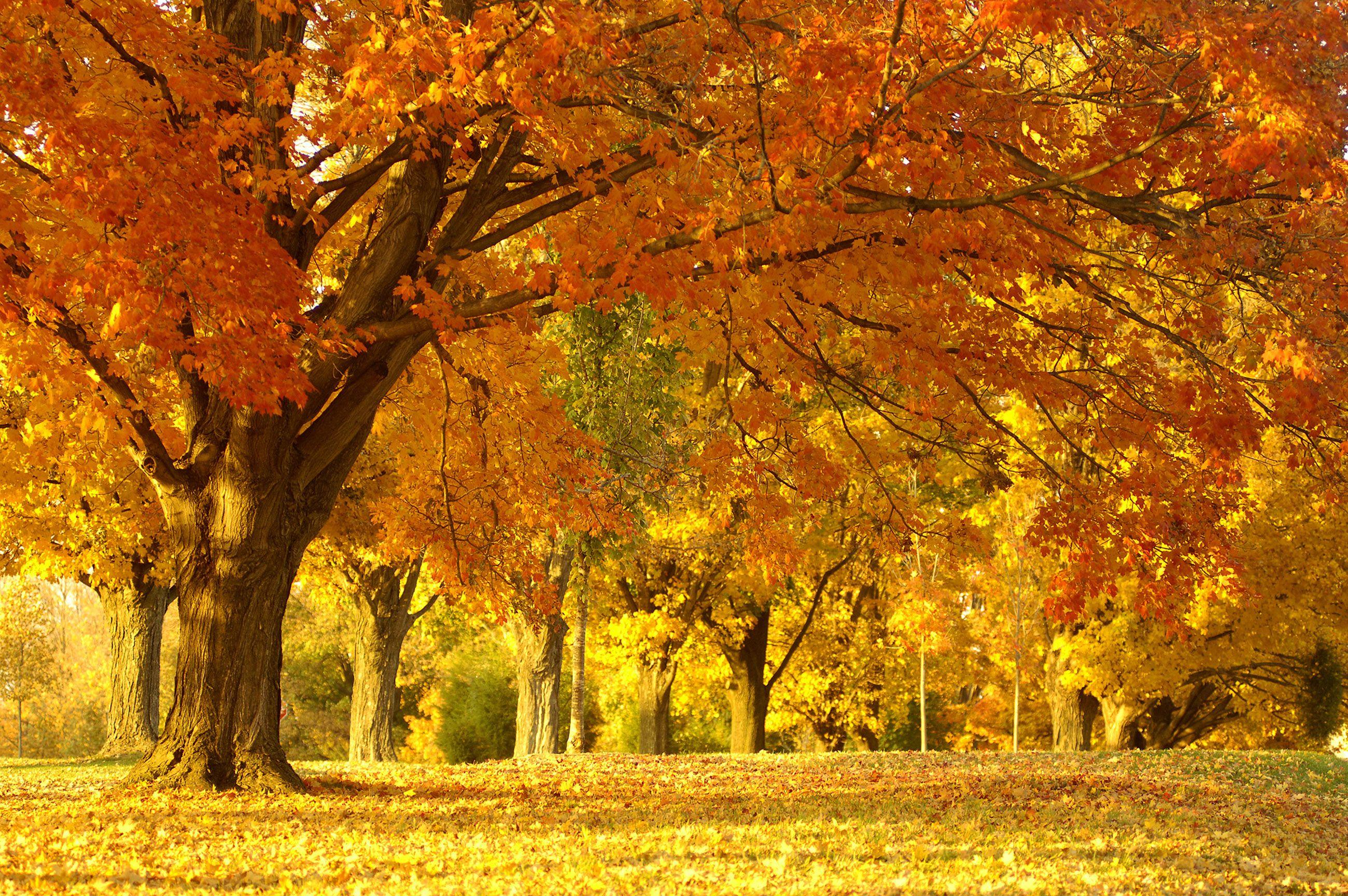 November Autumn Wallpapers - Top Free November Autumn Backgrounds ...
