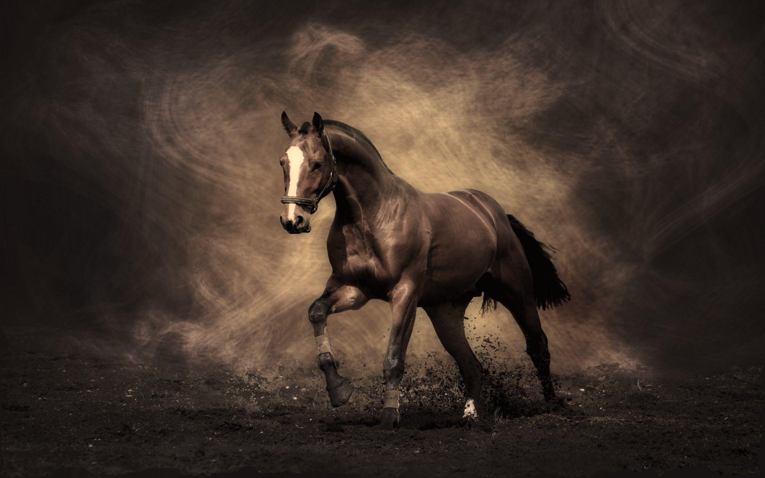 Mustang Horse Wallpapers - Top Free Mustang Horse Backgrounds ...