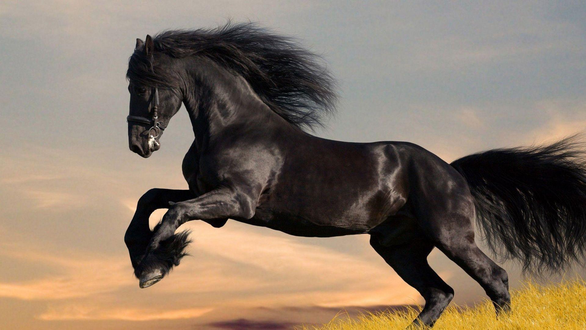 Mustang Horse Wallpapers - Top Free Mustang Horse Backgrounds ...