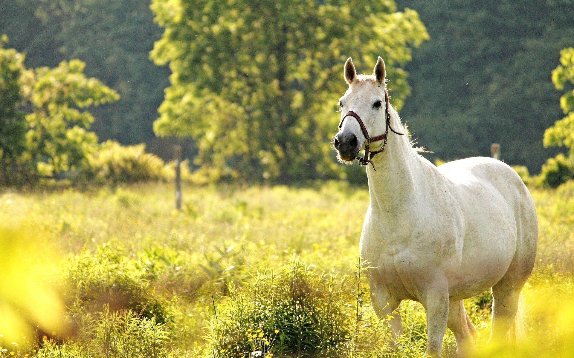White Horse Wallpapers - Top Free White Horse Backgrounds - WallpaperAccess