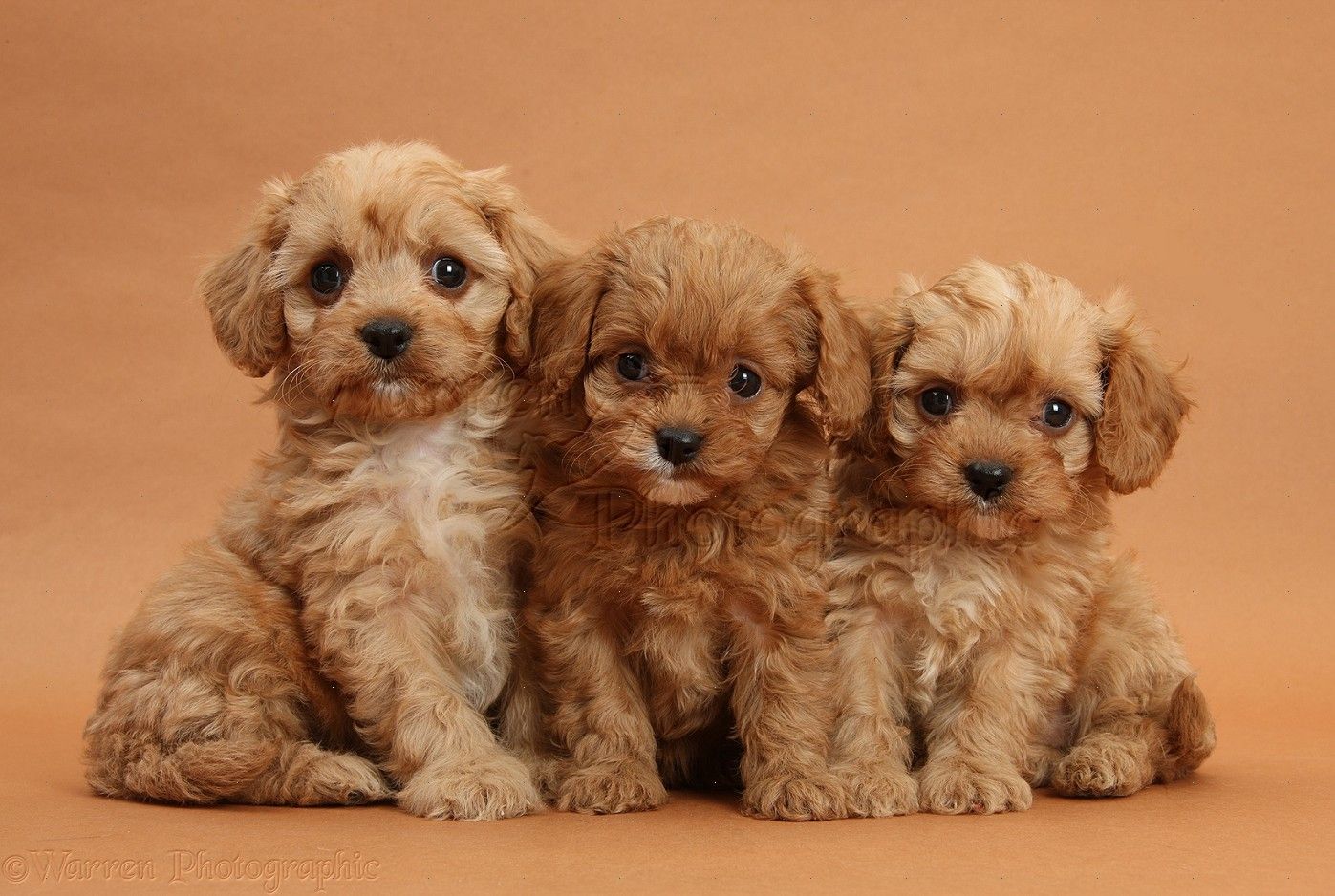 Cavapoo Wallpapers - Top Free Cavapoo Backgrounds - WallpaperAccess