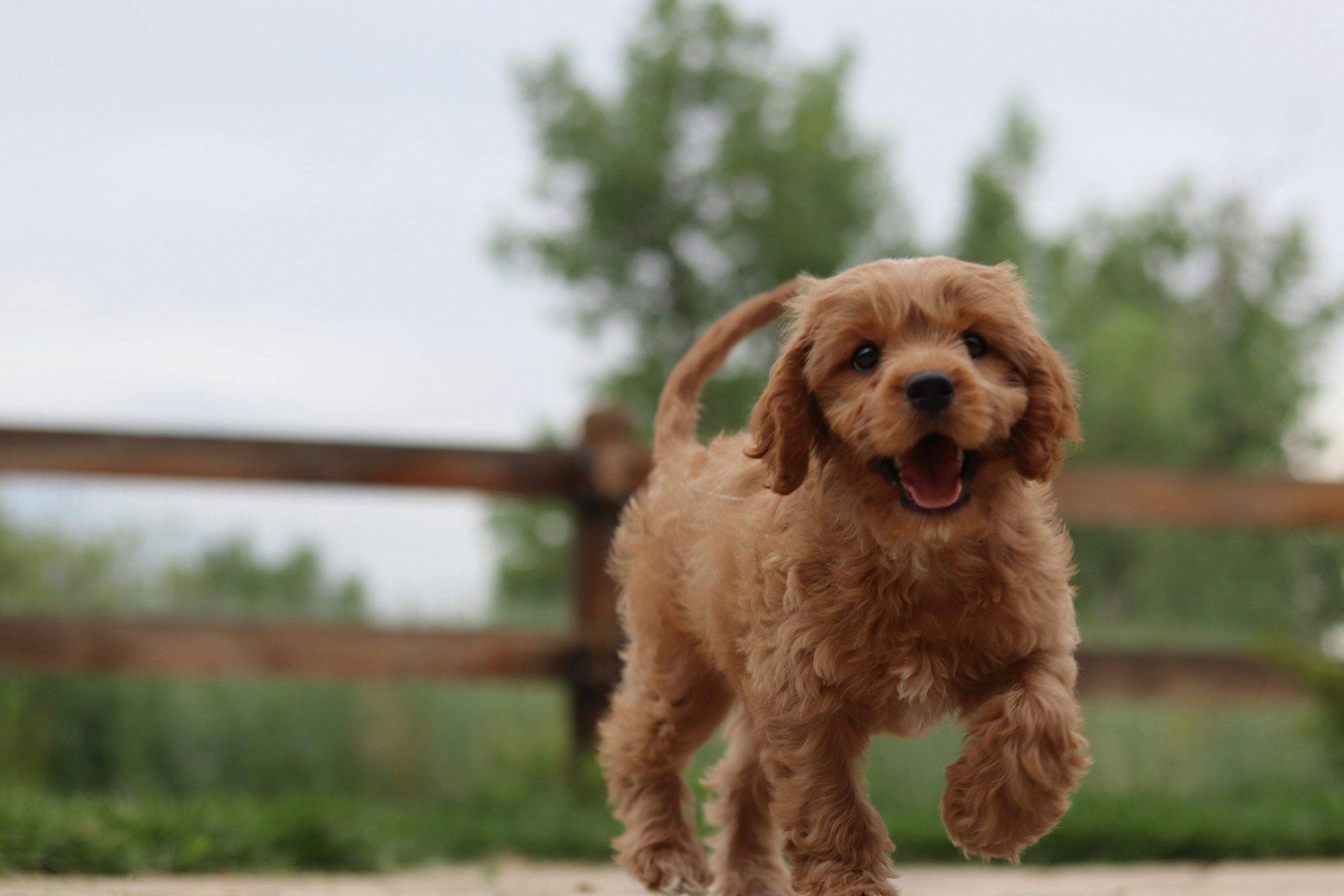 Cavapoo Wallpapers - Top Free Cavapoo Backgrounds - WallpaperAccess