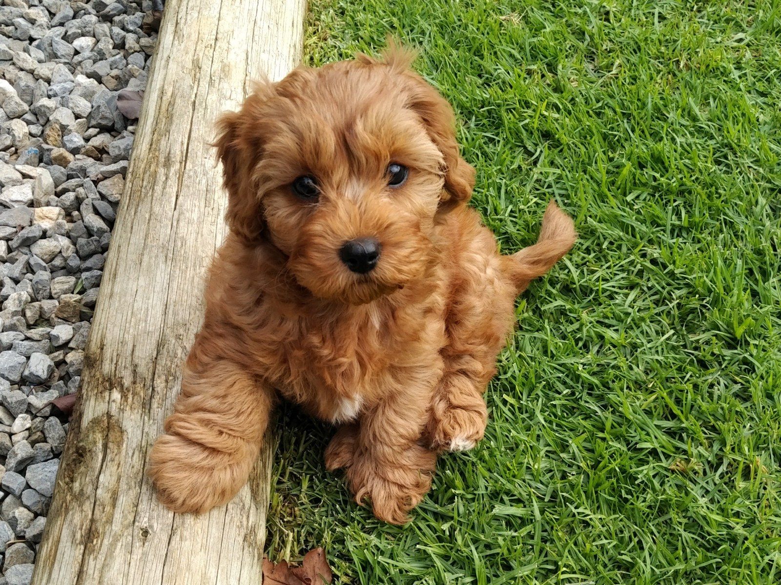 Cavapoo Wallpapers - Top Free Cavapoo Backgrounds - WallpaperAccess