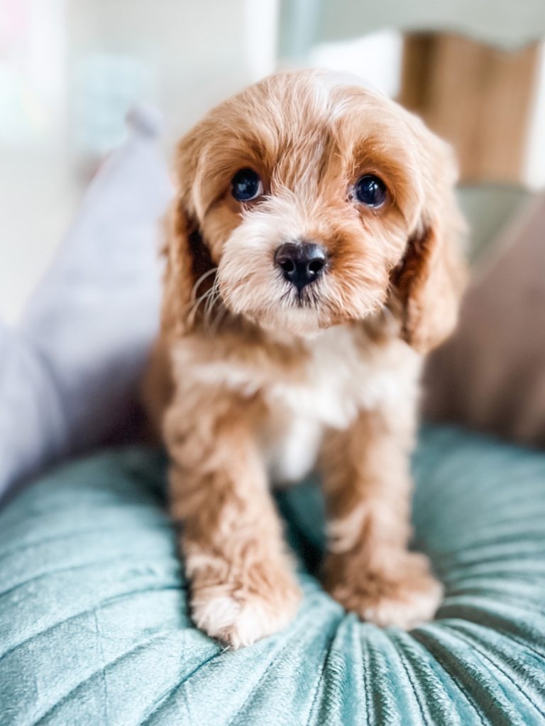 Cavapoo Wallpapers - Top Free Cavapoo Backgrounds - WallpaperAccess