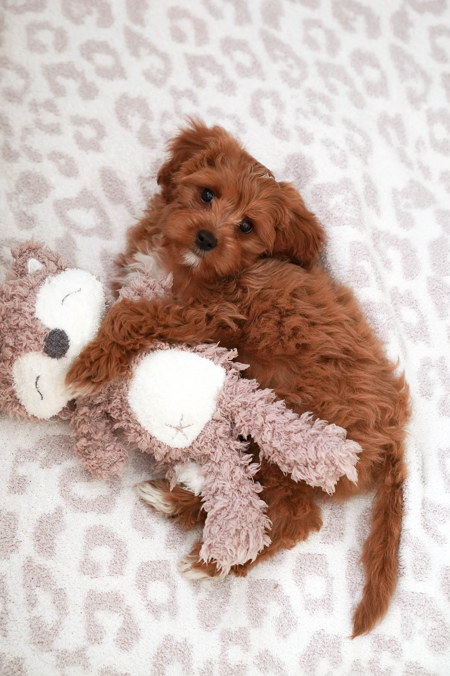 Cavapoo Wallpapers - Top Free Cavapoo Backgrounds - WallpaperAccess