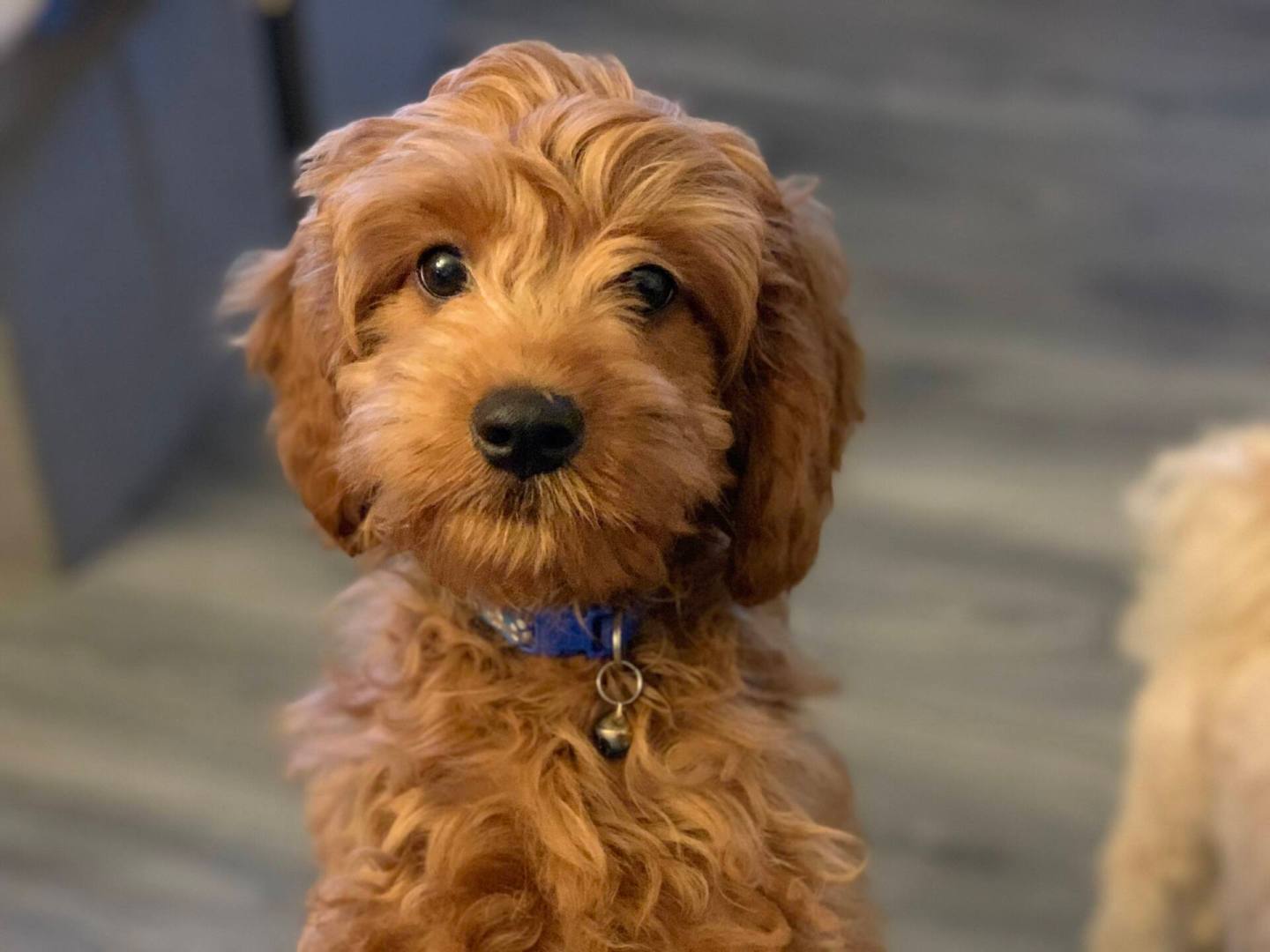 Cavapoo Wallpapers - Top Free Cavapoo Backgrounds - WallpaperAccess