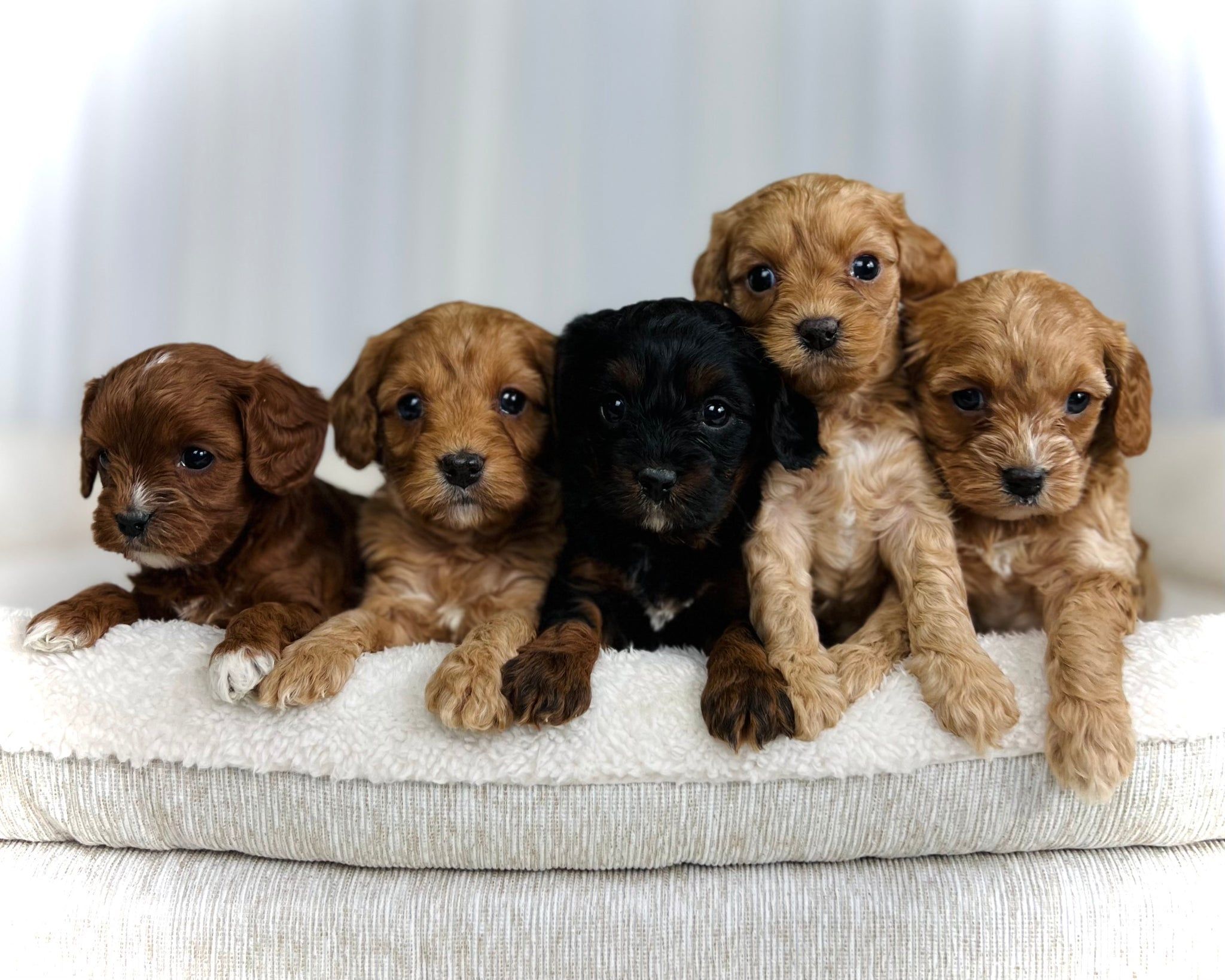 Cavapoo Wallpapers - Top Free Cavapoo Backgrounds - WallpaperAccess