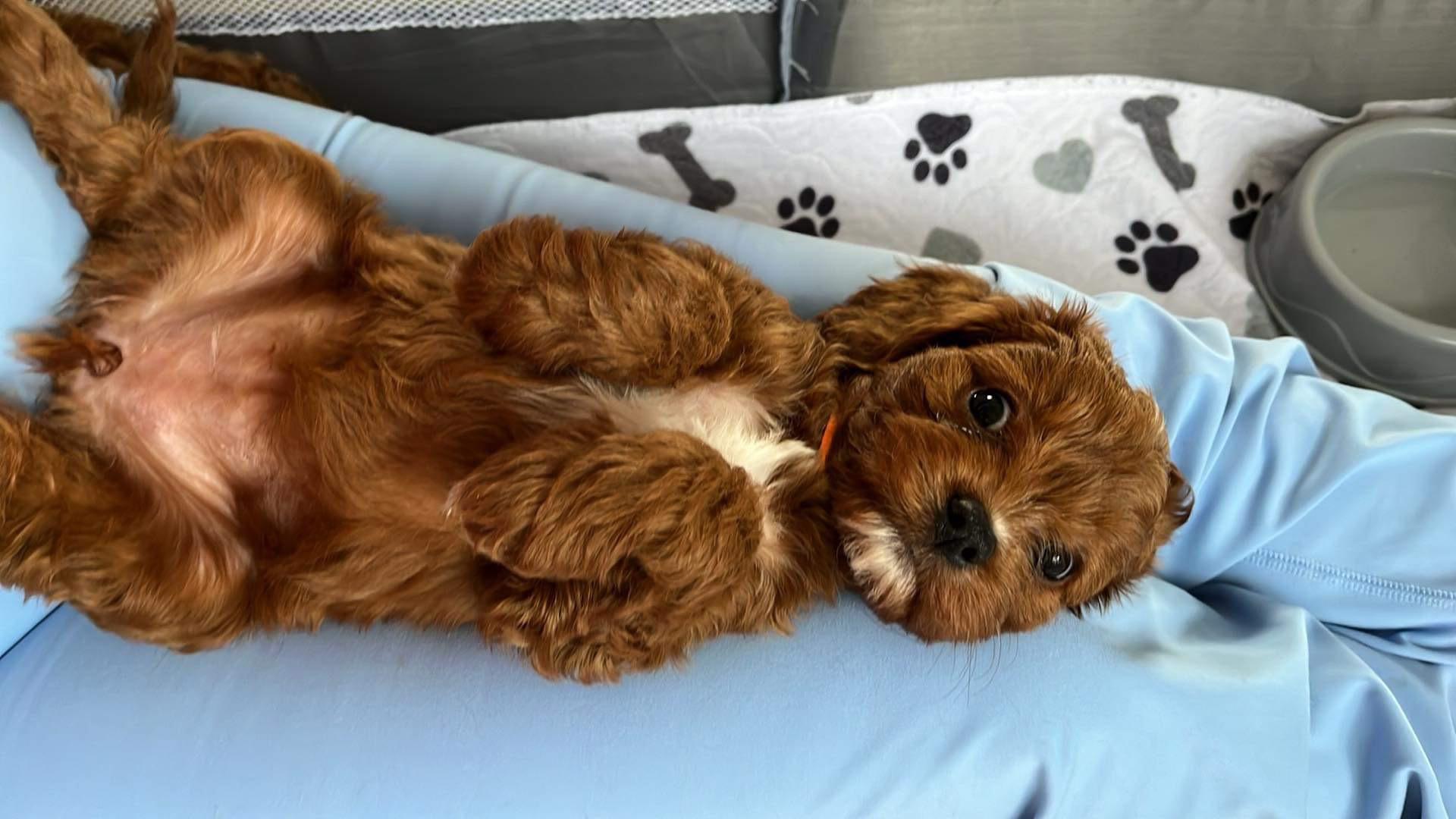 Cavapoo Wallpapers - Top Free Cavapoo Backgrounds - WallpaperAccess