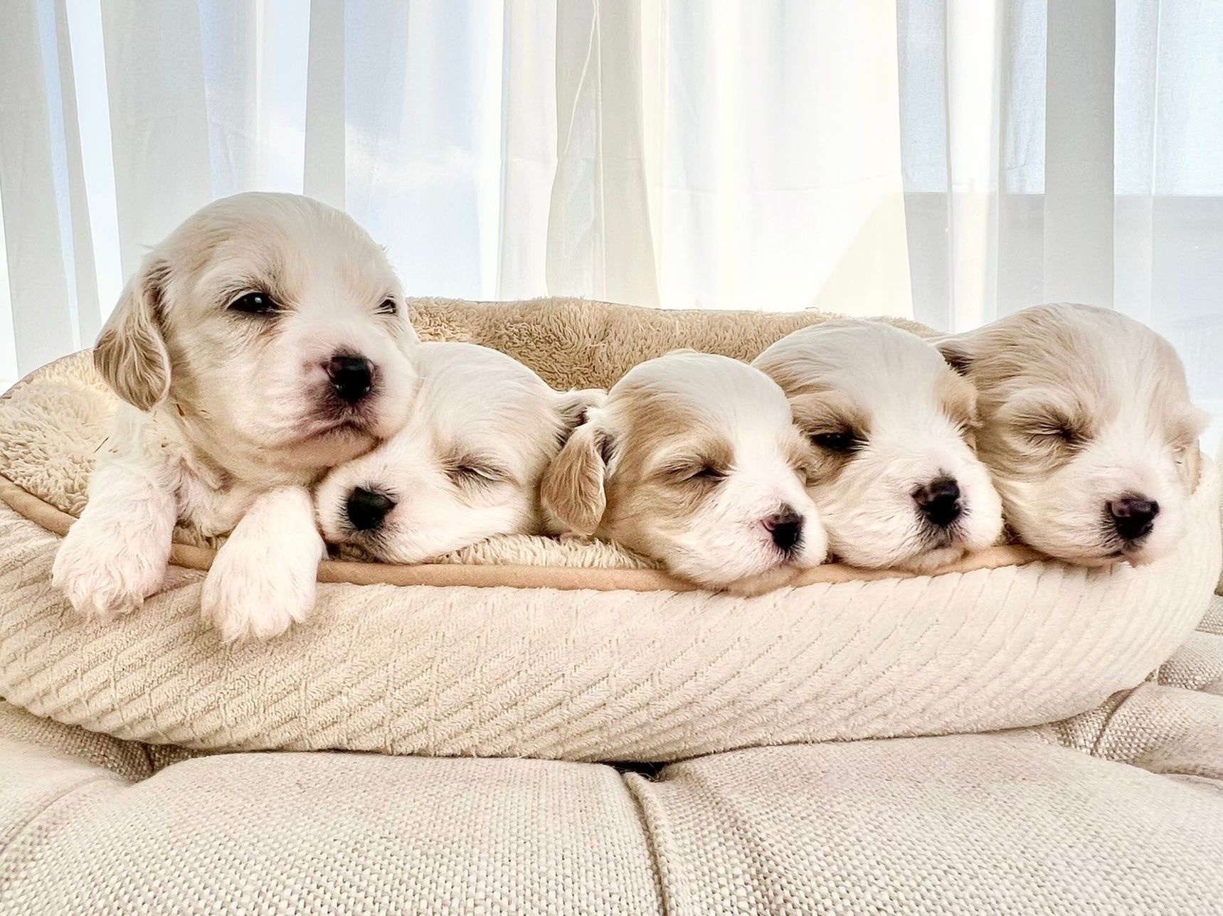 Cavapoo Wallpapers - Top Free Cavapoo Backgrounds - WallpaperAccess