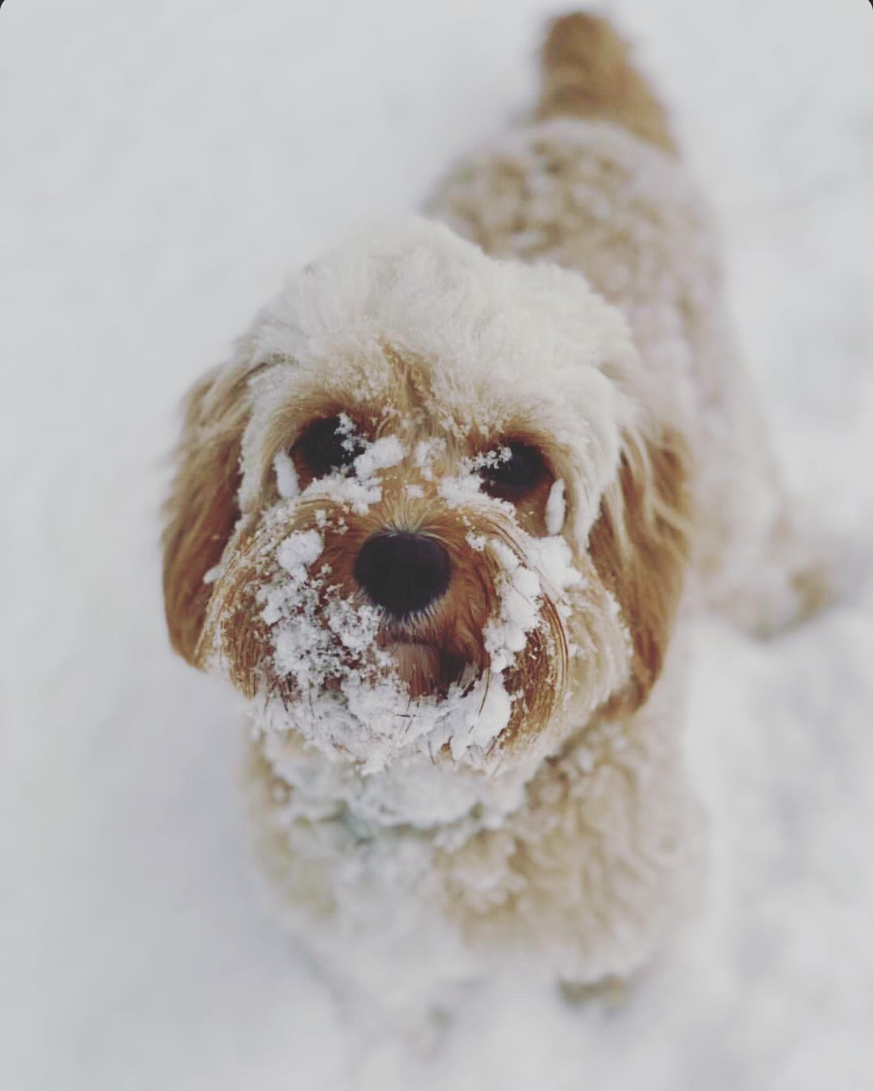 Cavapoo Wallpapers - Top Free Cavapoo Backgrounds - WallpaperAccess